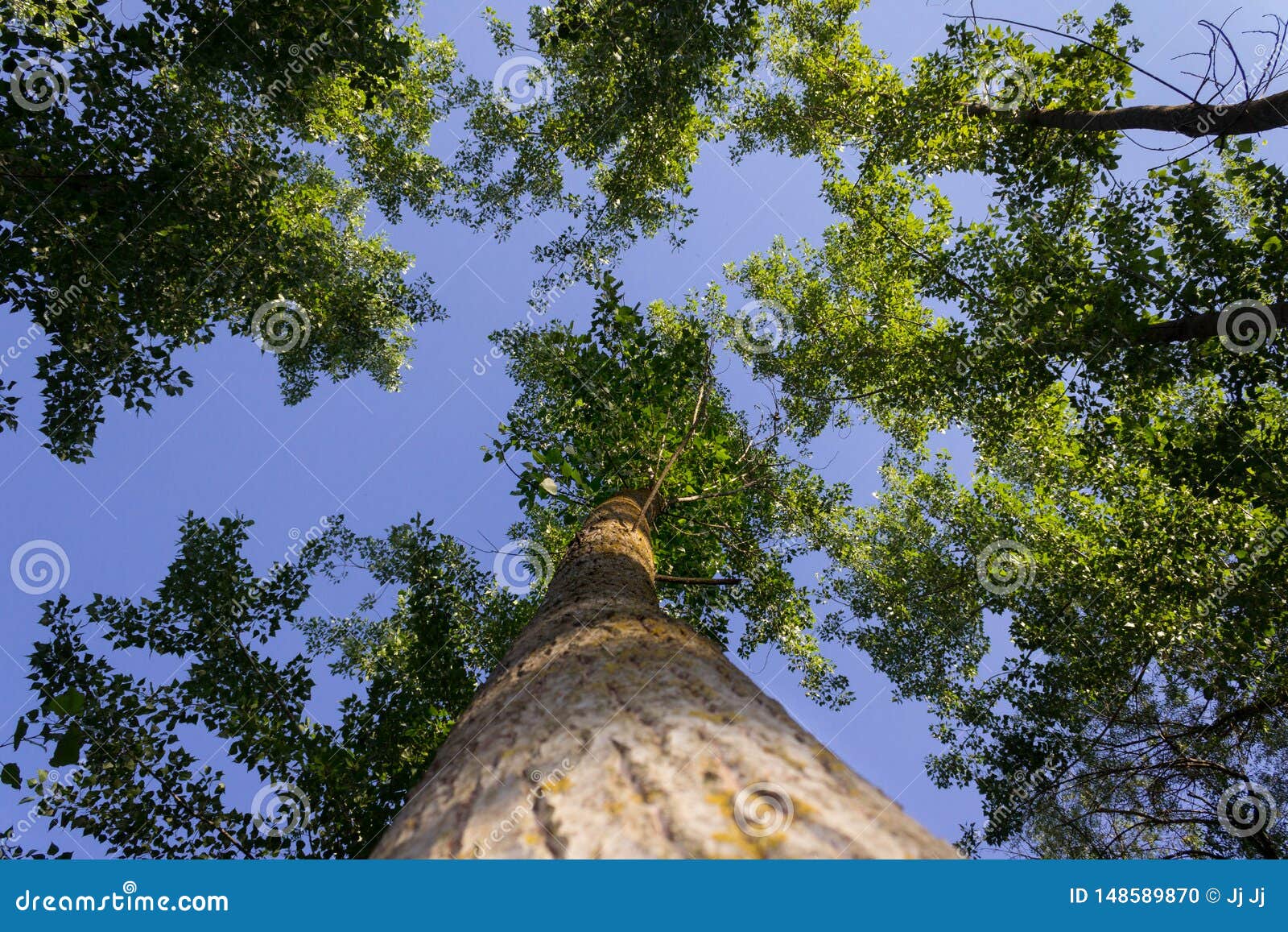 Looking Up at the Sky from the Ground in the Forest Stock Photo - Image ...