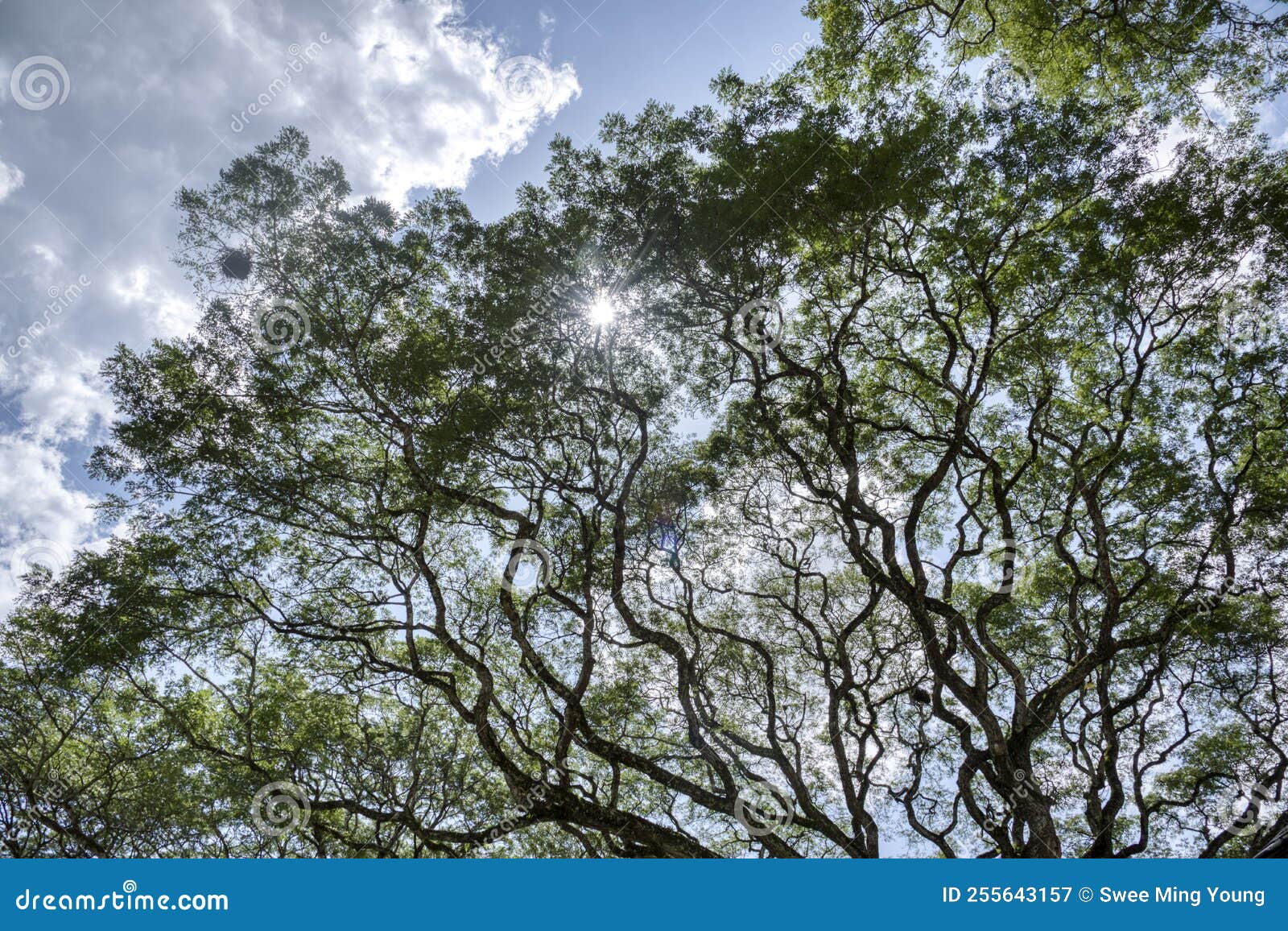 Looking Up the Sky at the Rainforest Canopy Branches. Stock Image ...