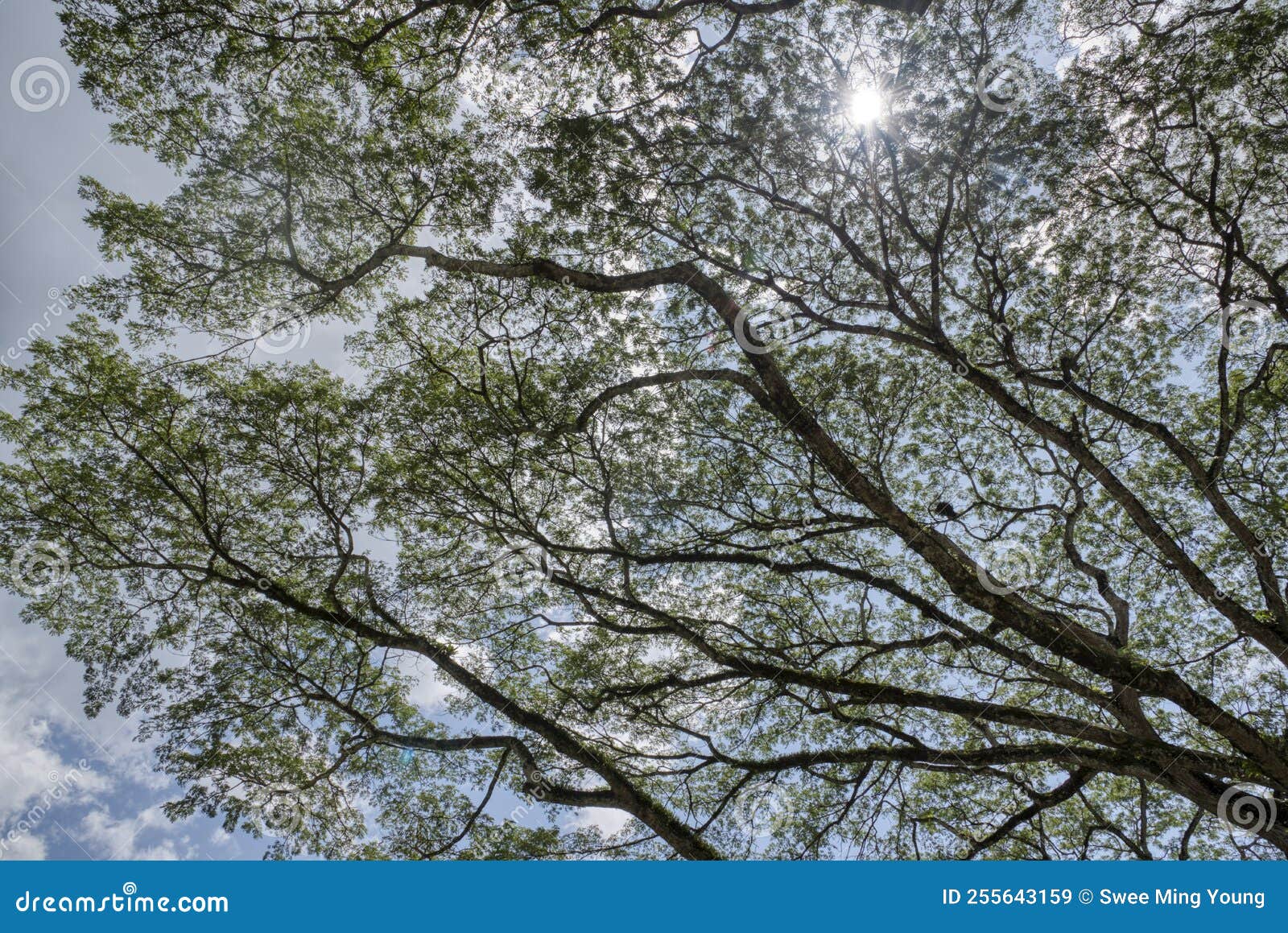Looking Up the Sky at the Rainforest Canopy Branches. Stock Image ...