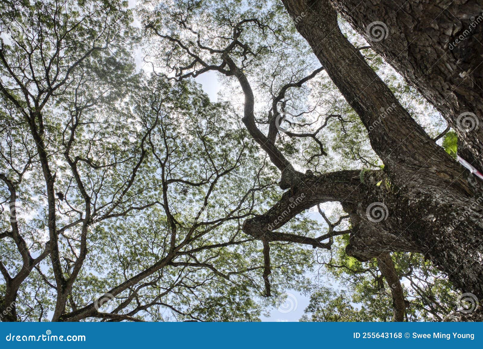 Looking Up the Sky at the Rainforest Canopy Branches. Stock Photo ...