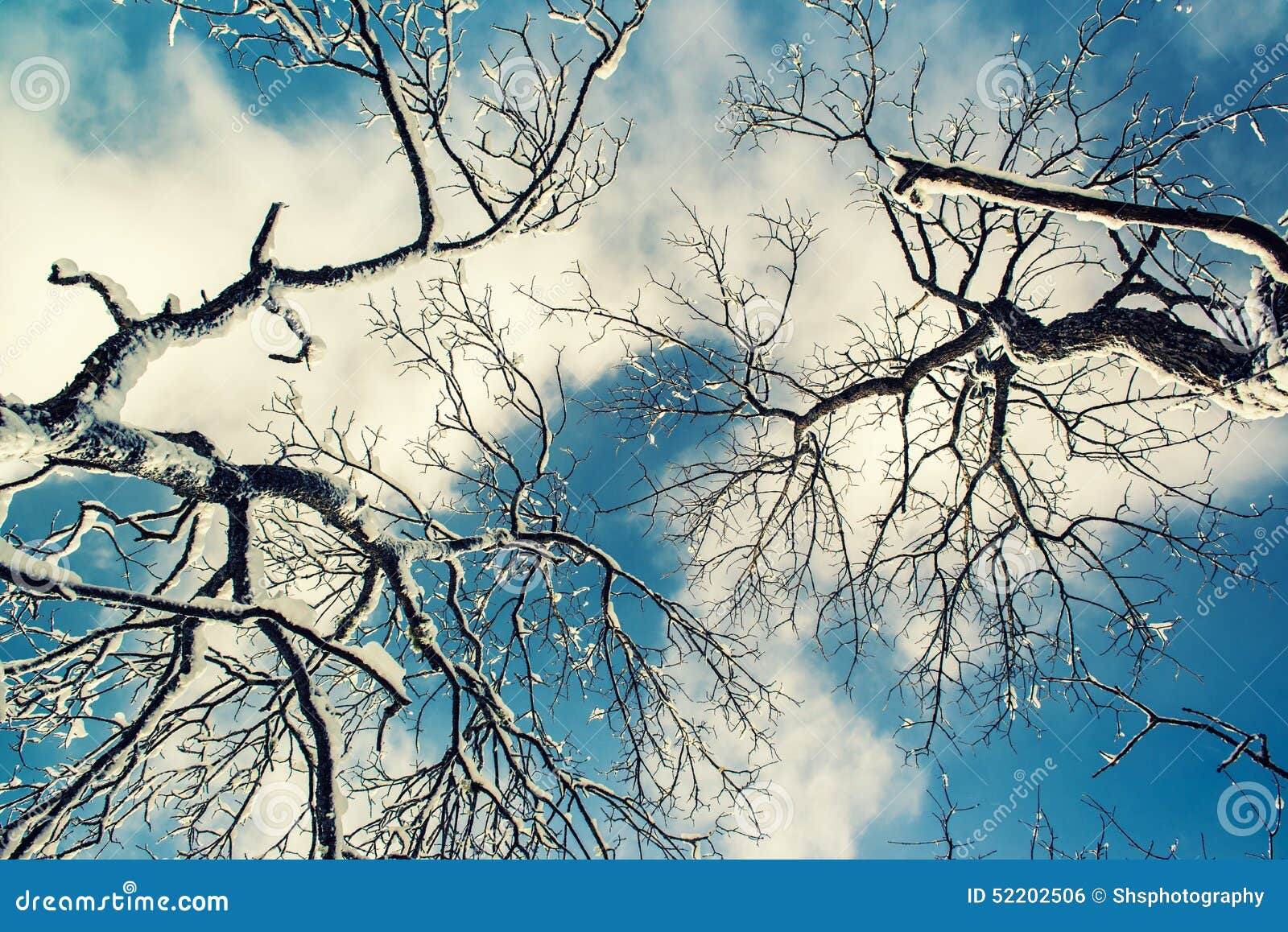 Looking Up at Snow Covered Tree Branches Stock Photo - Image of branch ...
