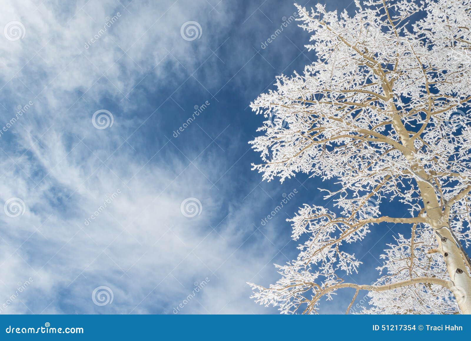 Looking up at a snow tree stock photo. Image of blue - 51217354