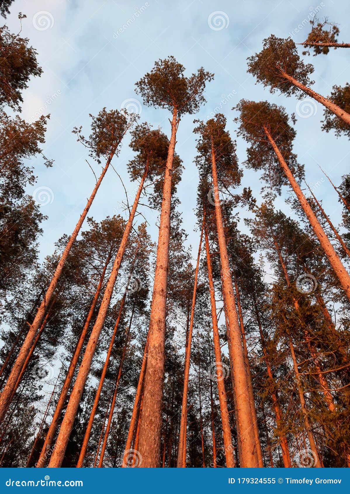 Looking Up in Spring Pine Forest Tree To Canopy. Bottom View Wide Angle ...