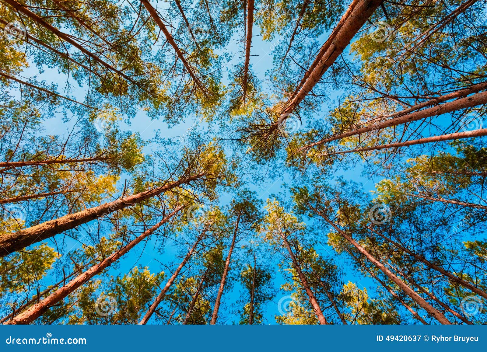 Looking Up in Spring Pine Forest Tree To Canopy Stock Image - Image of ...