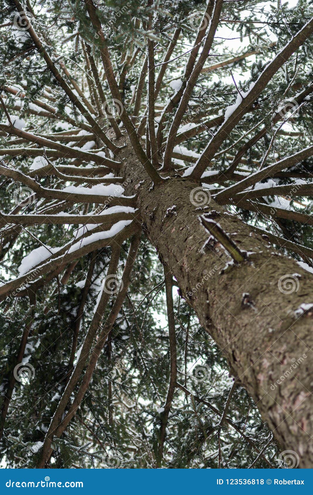Looking Up a Spruce Tree Trunk with Branches Covered in Snow Stock ...