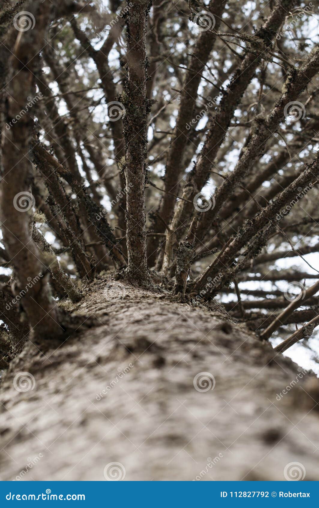 Looking Up the Spruce Tree Trunk with Dry Branches Stock Photo - Image ...