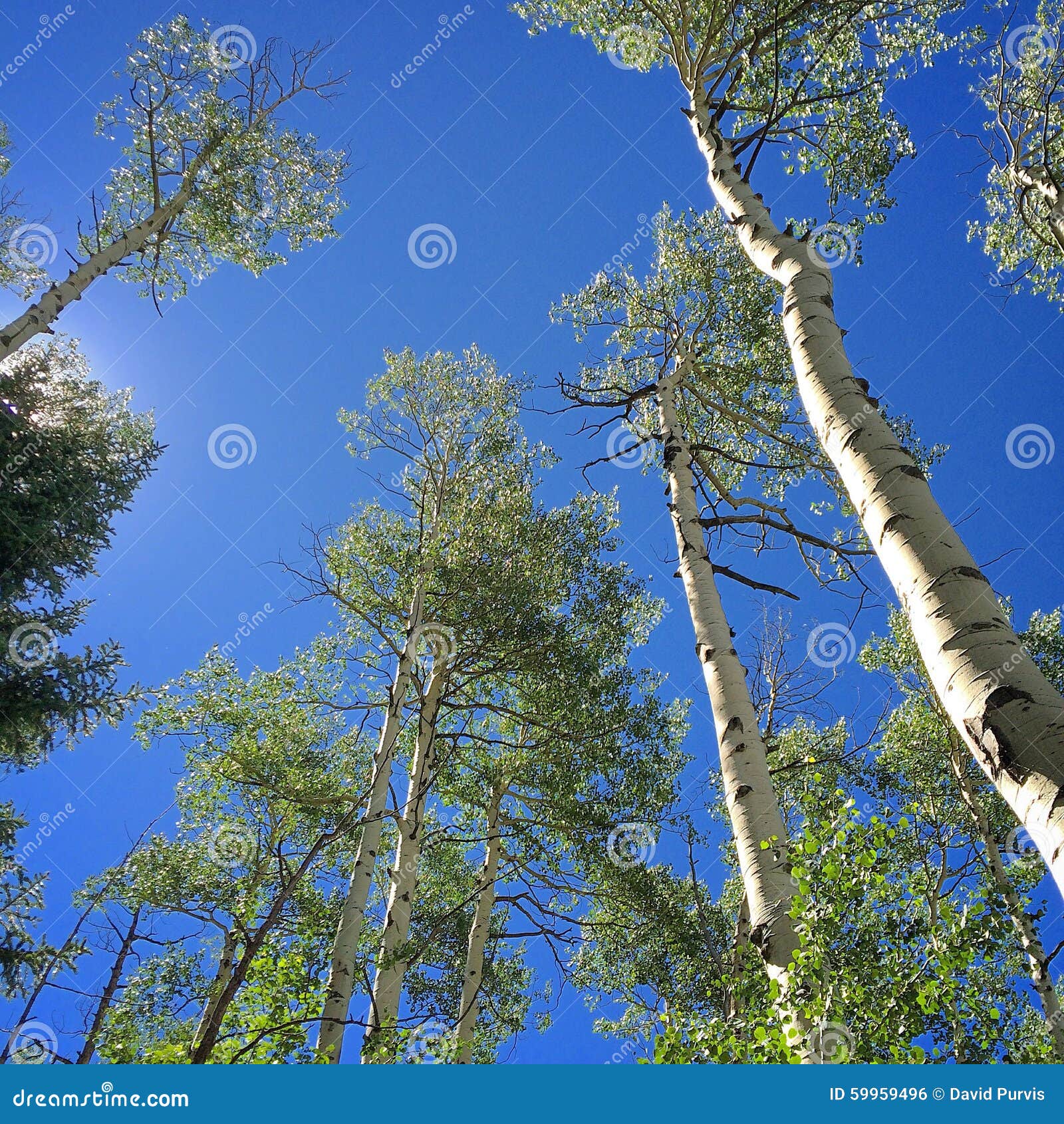 Looking up stock photo. Image of blue, aspens, trees - 59959496