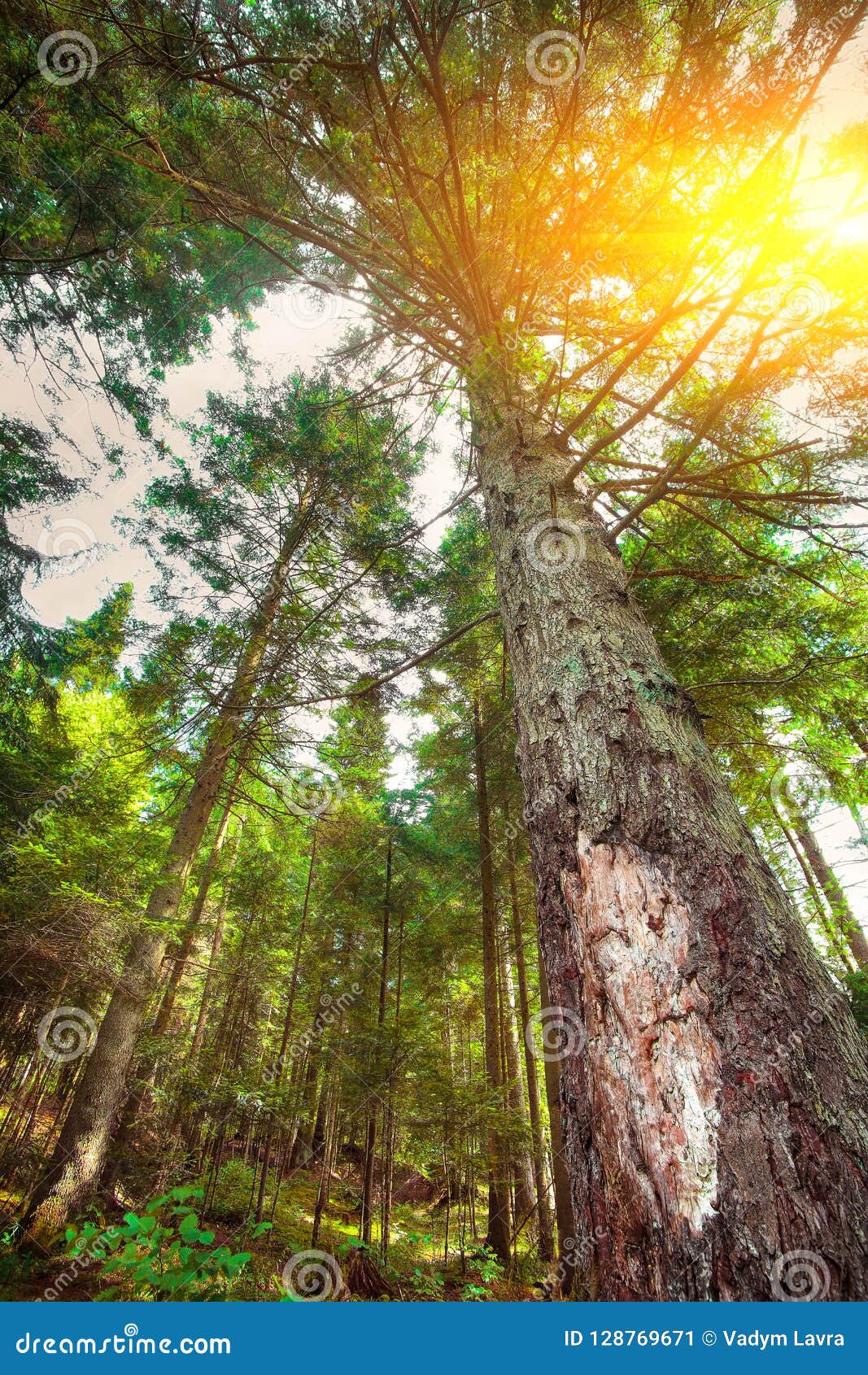 Looking Up in Summer Mixed Forest Trees Woods To Canopy Stock Image ...