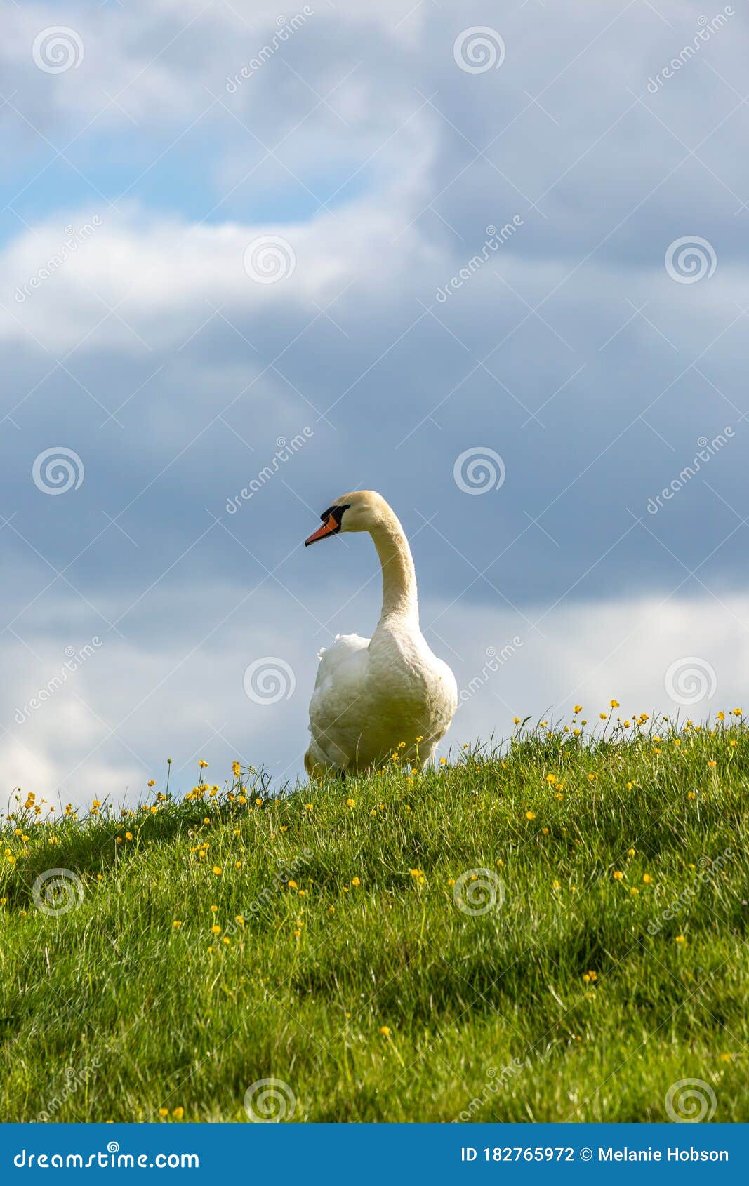 A Swan stock photo. Image of standing, sunshine, springtime - 182765972
