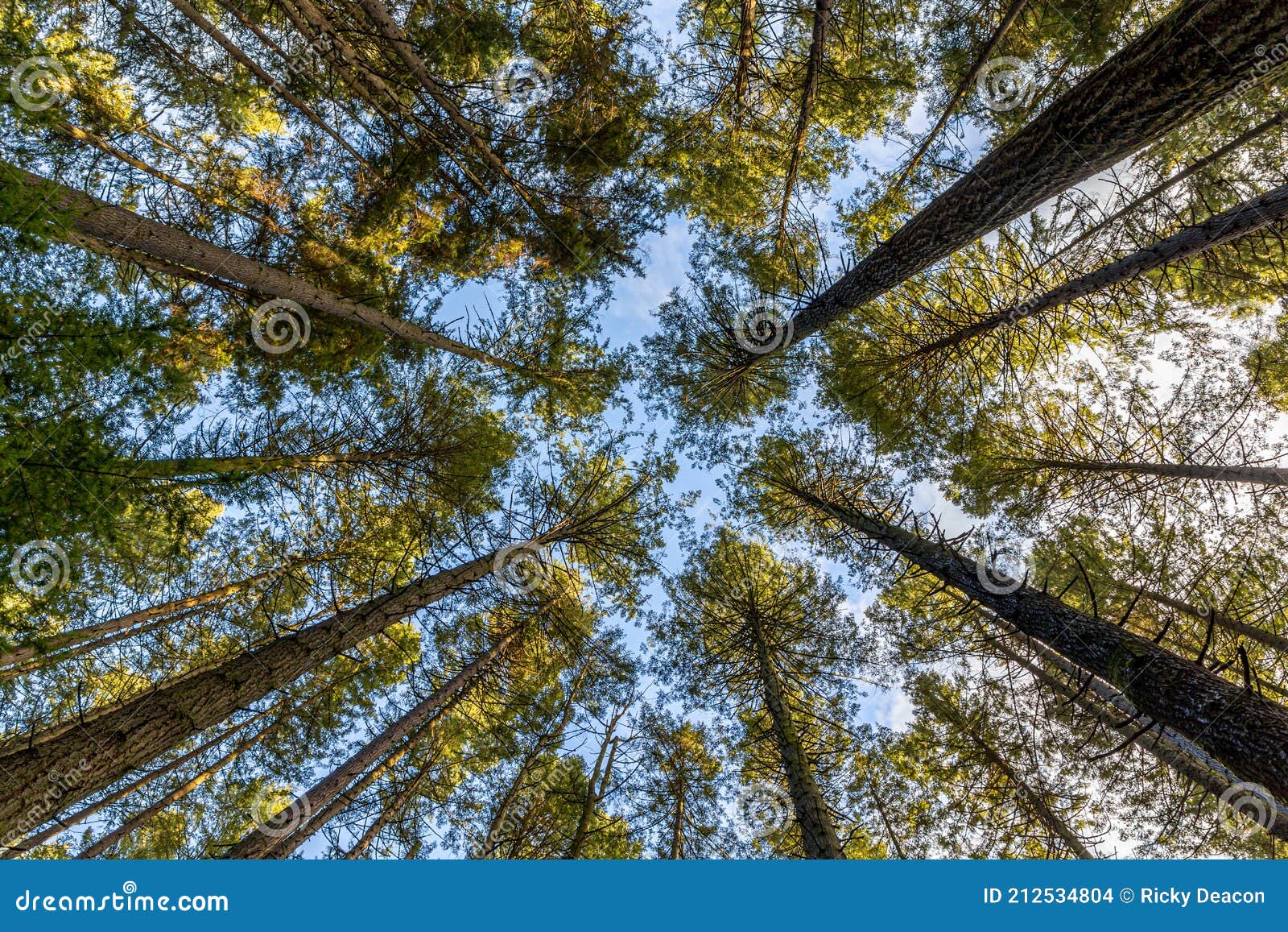 Looking Up at Tall Trees and Blue Sky Stock Photo - Image of wood ...