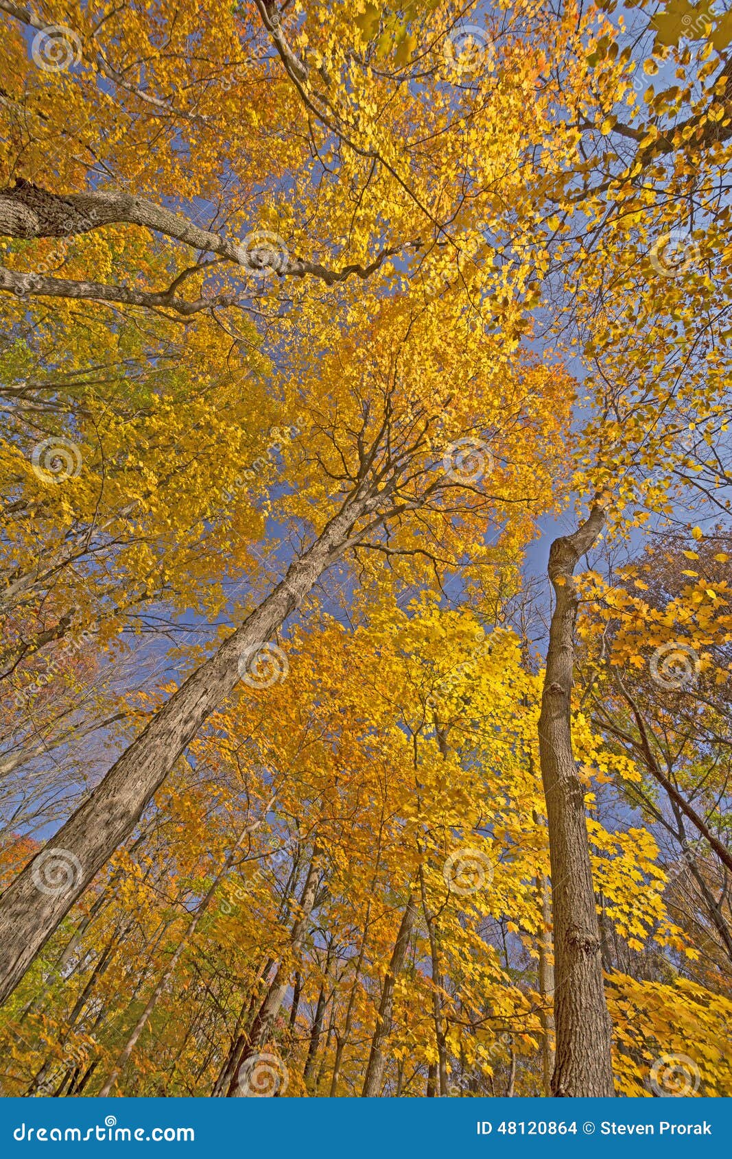692 Colorful Trees Fall Looking Up Stock Photos - Free & Royalty-Free ...