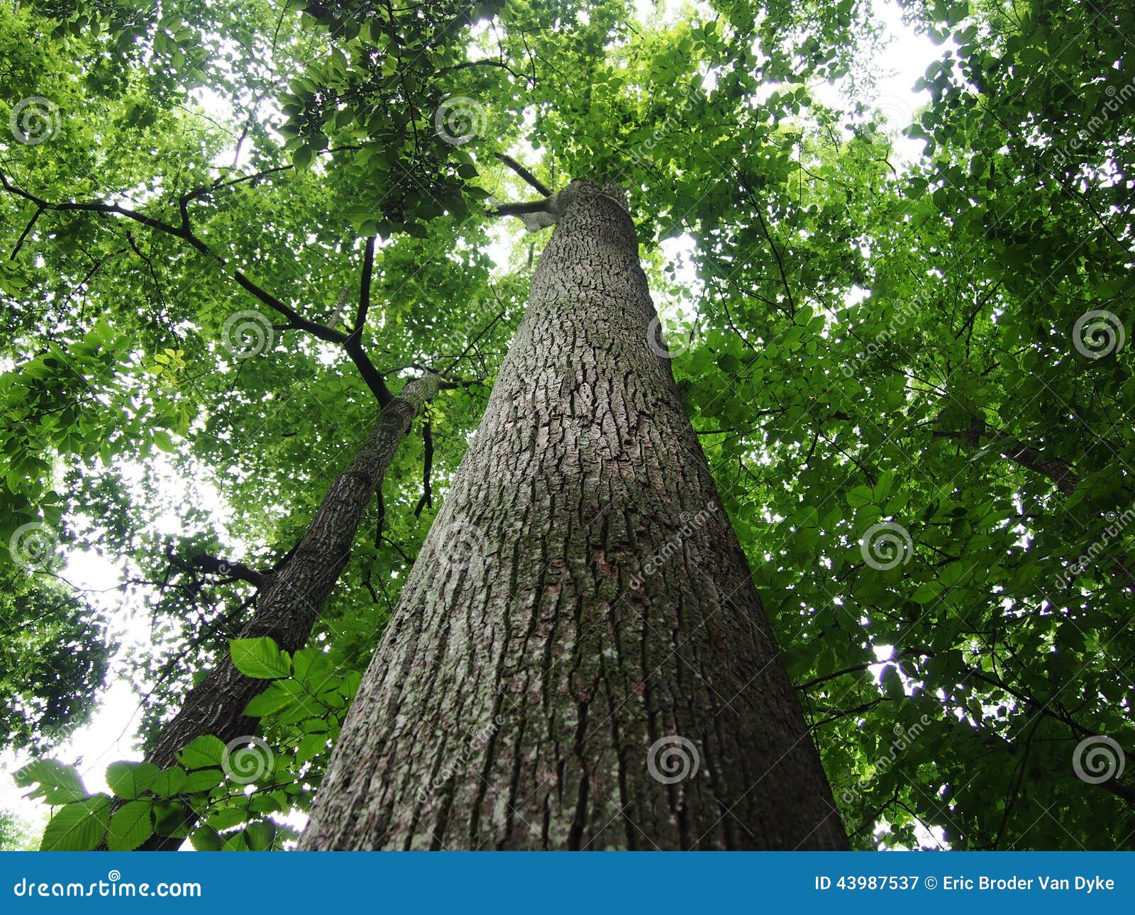 Looking Up at Tall Trees in Forest Stock Image - Image of deciduous ...