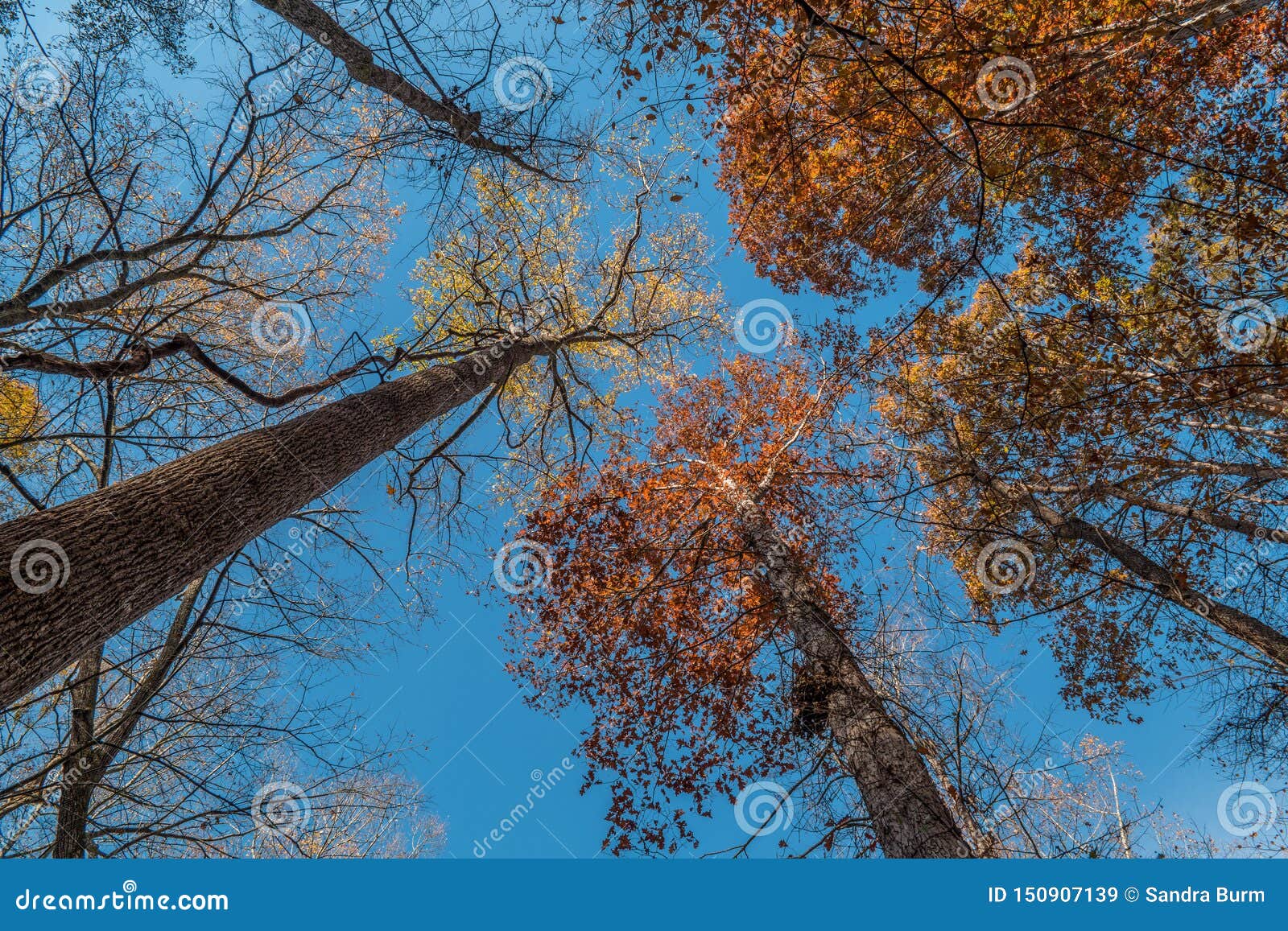 Tall trees in the sky stock image. Image of natural - 150907139