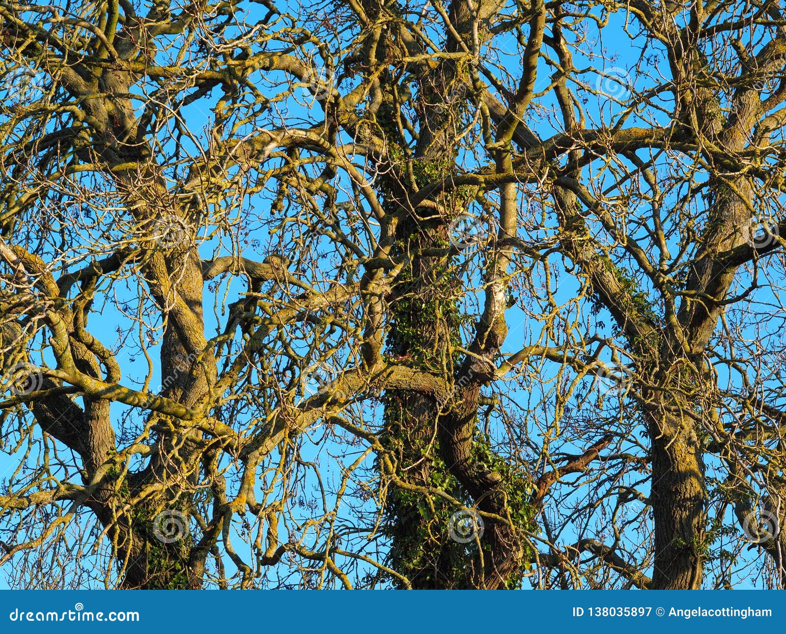Looking Up into the Tangled Branches of Trees in Winter Stock Image ...