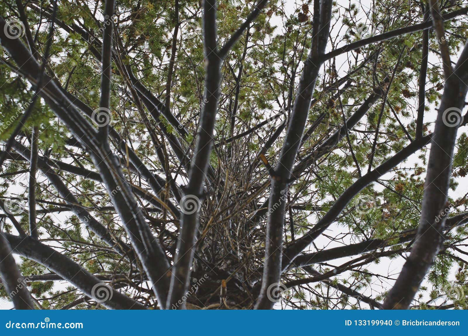 Looking Up into the Thin Pine Tree Stock Photo - Image of cone, garden ...