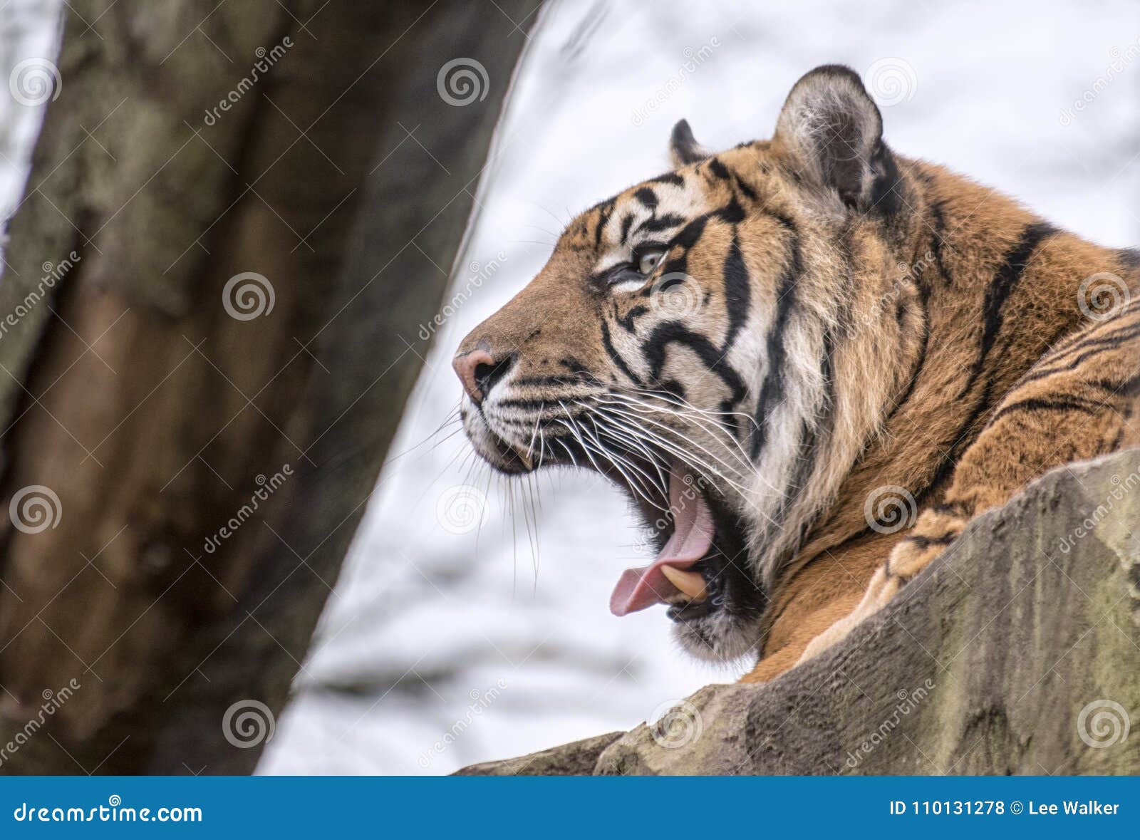 Close up of a Tiger stock photo. Image of safari, bengal - 110131278