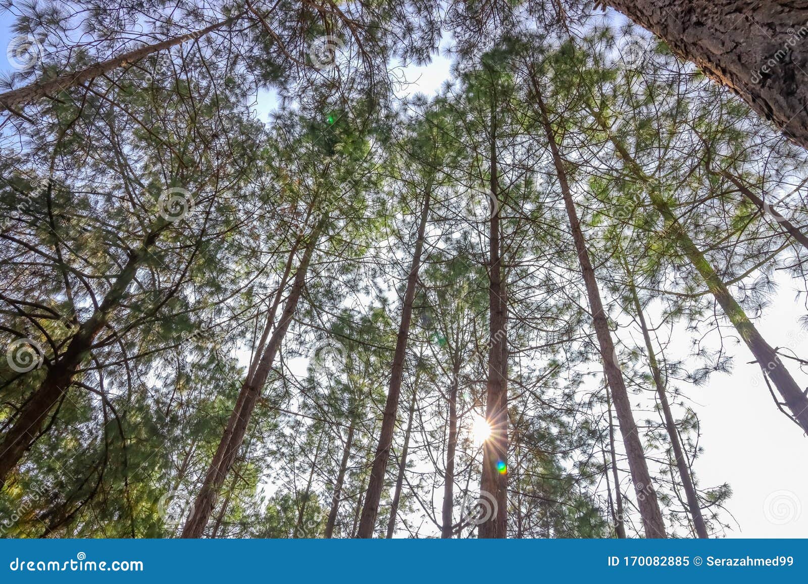 Timber Trees Wood Forest Log Nature Cut Stack Materials Firewood Pile ...