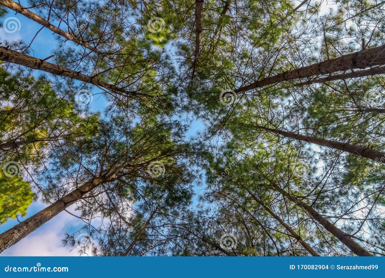 Timber Trees Wood Forest Log Nature Cut Stack Materials Firewood Pile ...