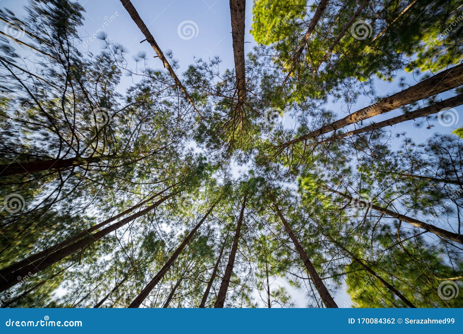 Timber Trees Wood Forest Log Nature Cut Stack Materials Firewood Pile ...