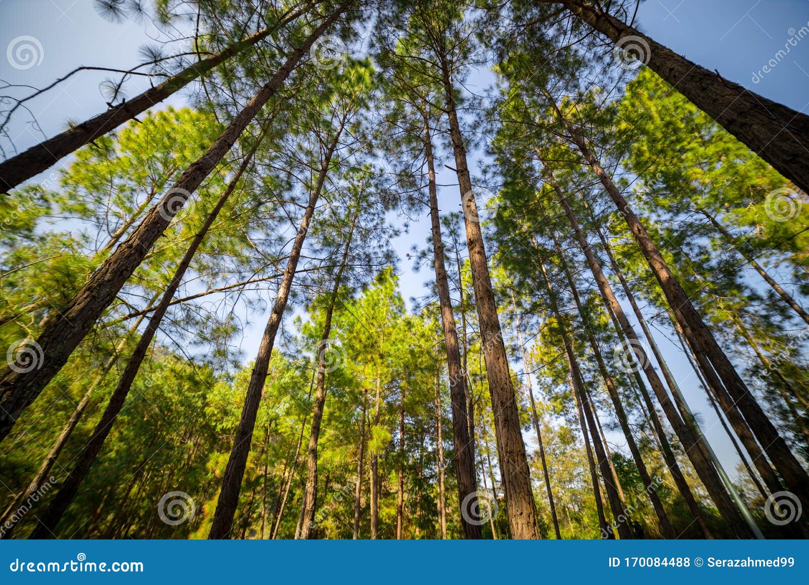 Timber Trees Wood Forest Log Nature Cut Stack Materials Firewood Pile ...