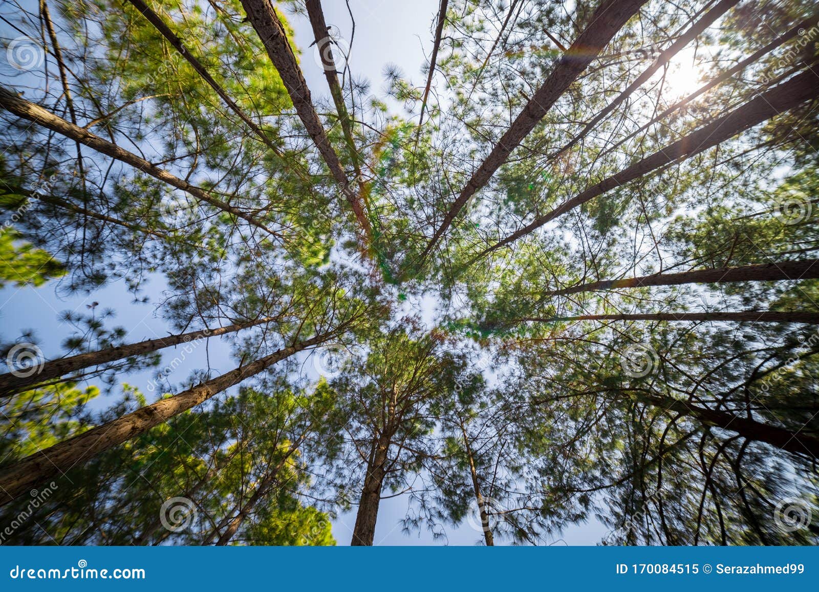 Timber Trees Wood Forest Log Nature Cut Stack Materials Firewood Pile ...