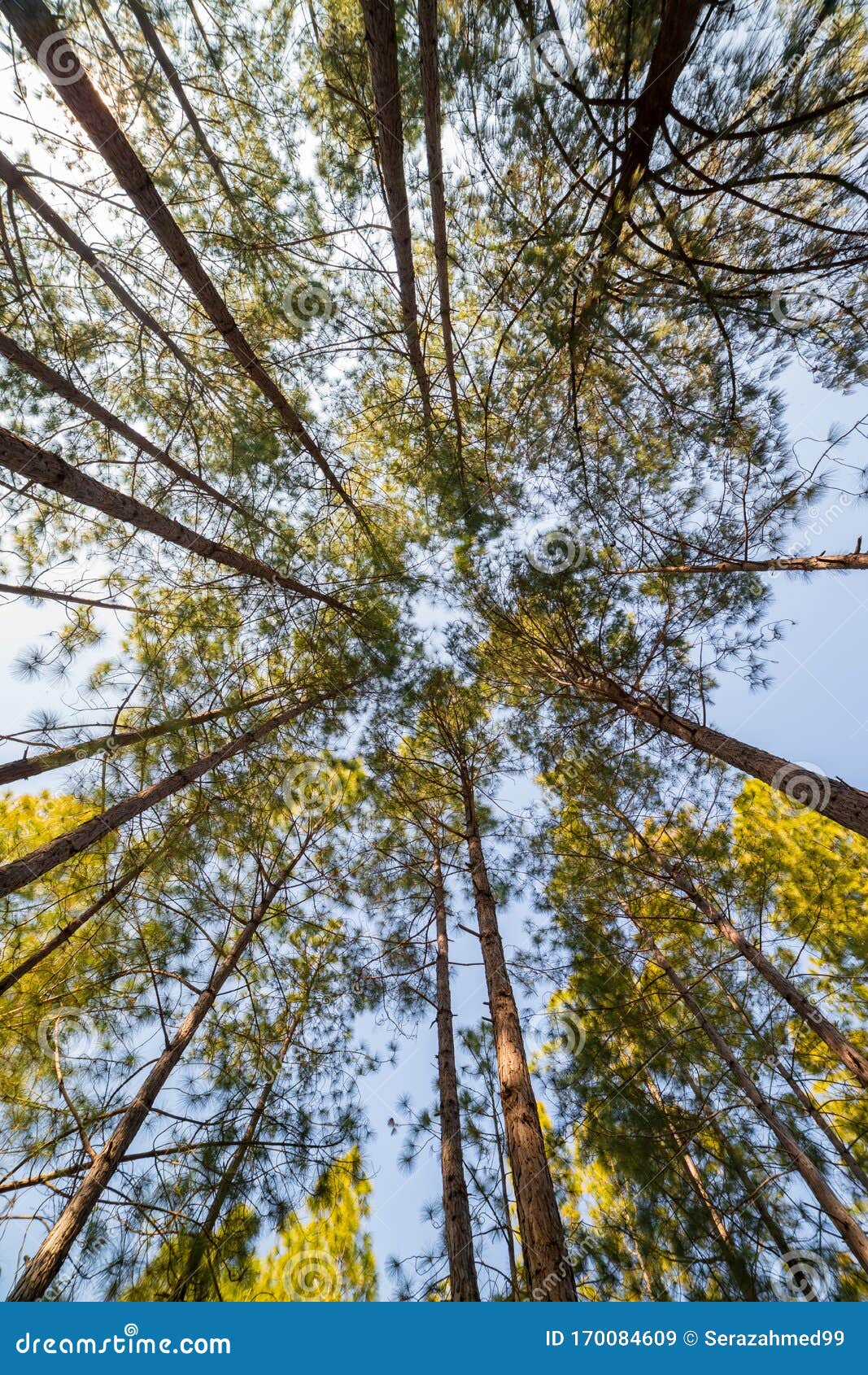 Timber Trees Wood Forest Log Nature Cut Stack Materials Firewood Pile ...