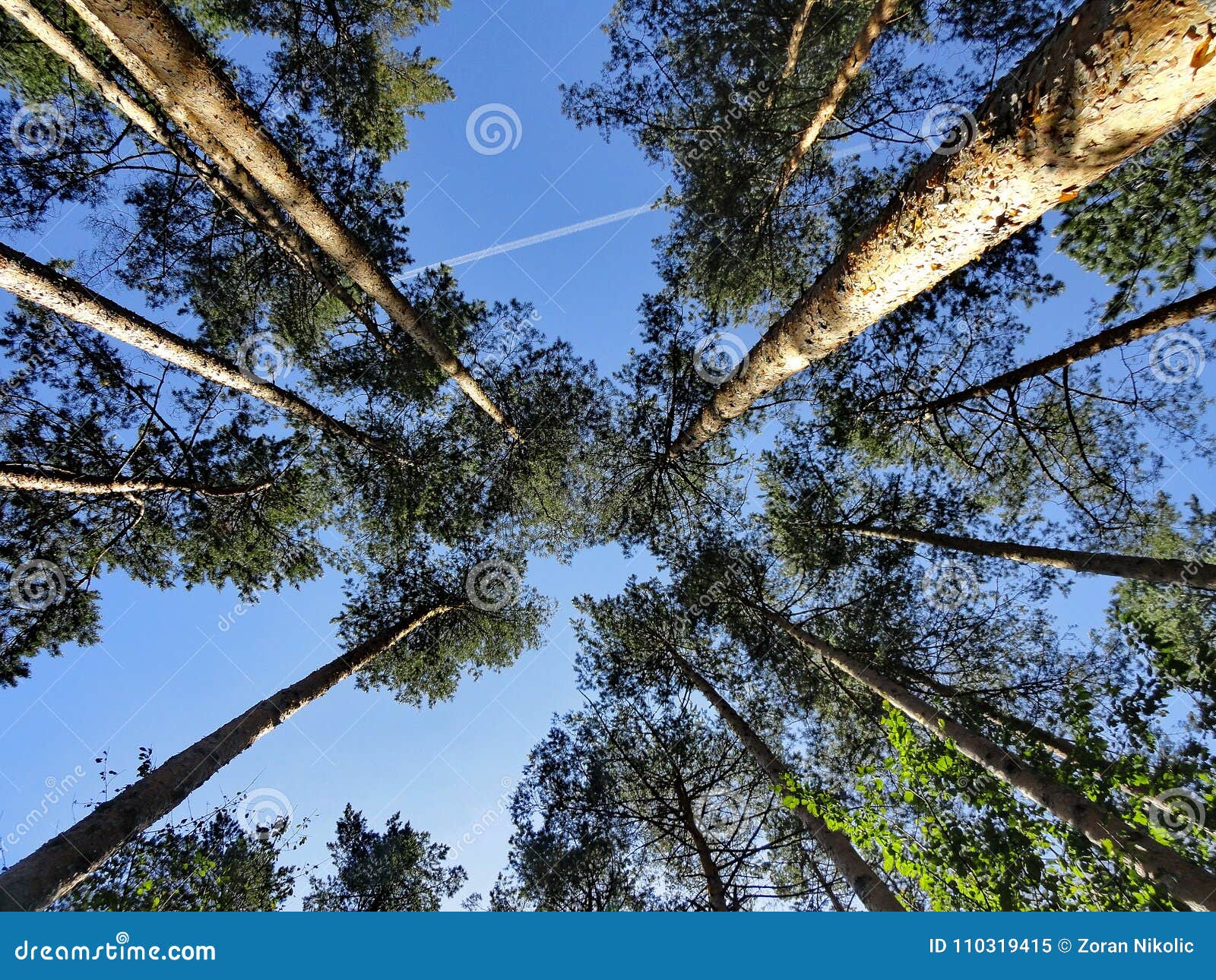 Looking up to forest stock image. Image of sunlight - 110319415