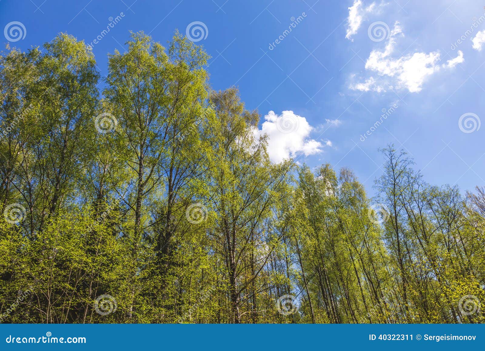 Looking Up To the Sky in Forest Stock Image - Image of green, nature ...