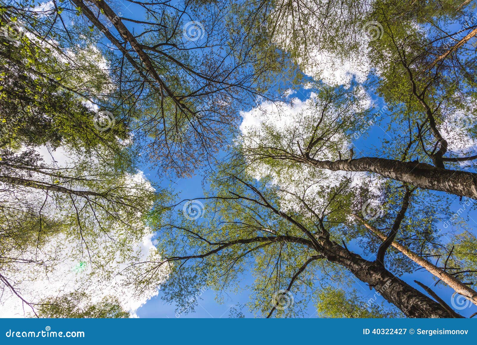 Looking Up To the Sky in Forest Stock Image - Image of park, fresh ...
