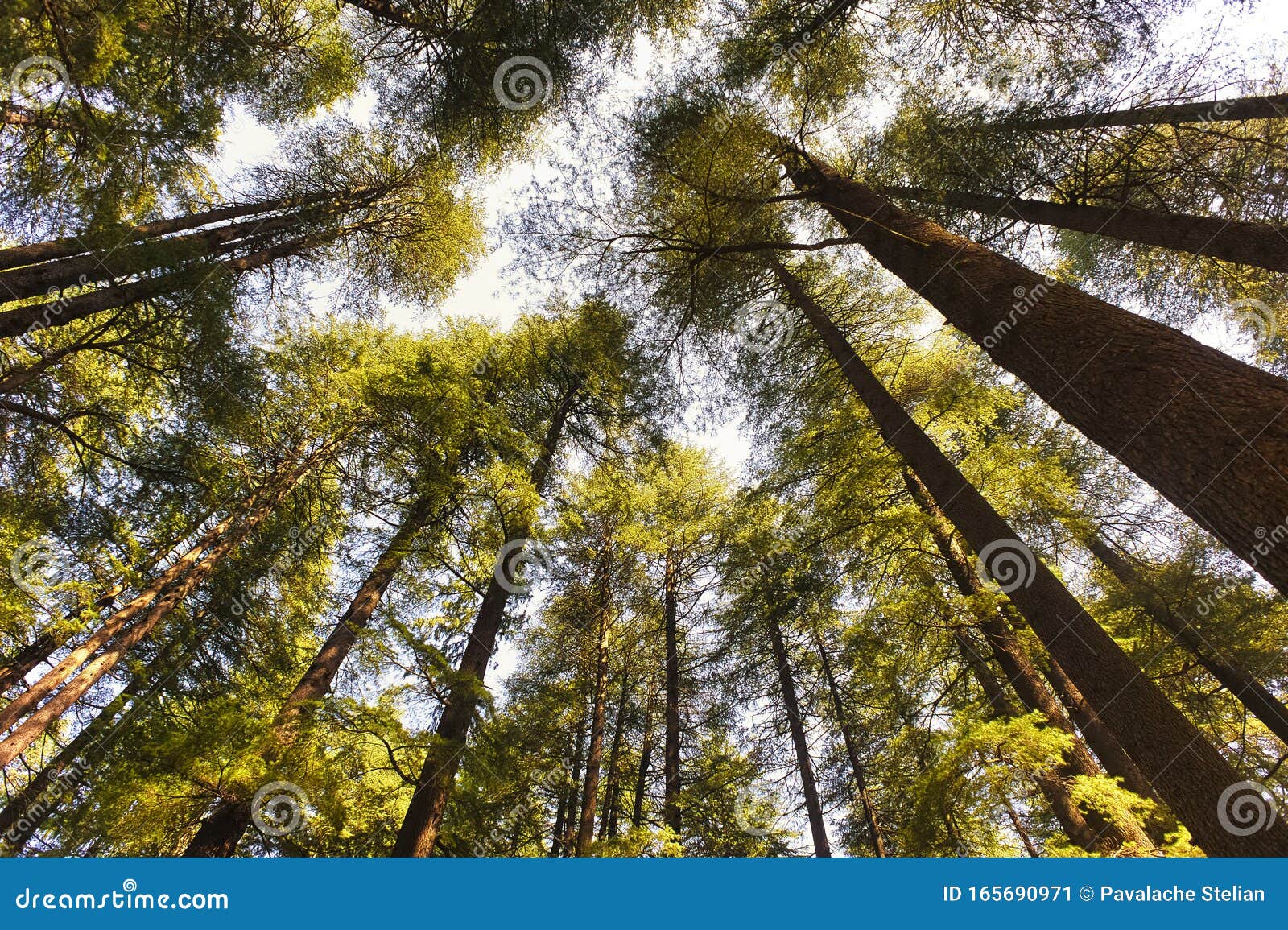 Looking Up To the Sky through Trees. Stock Image - Image of bottom ...