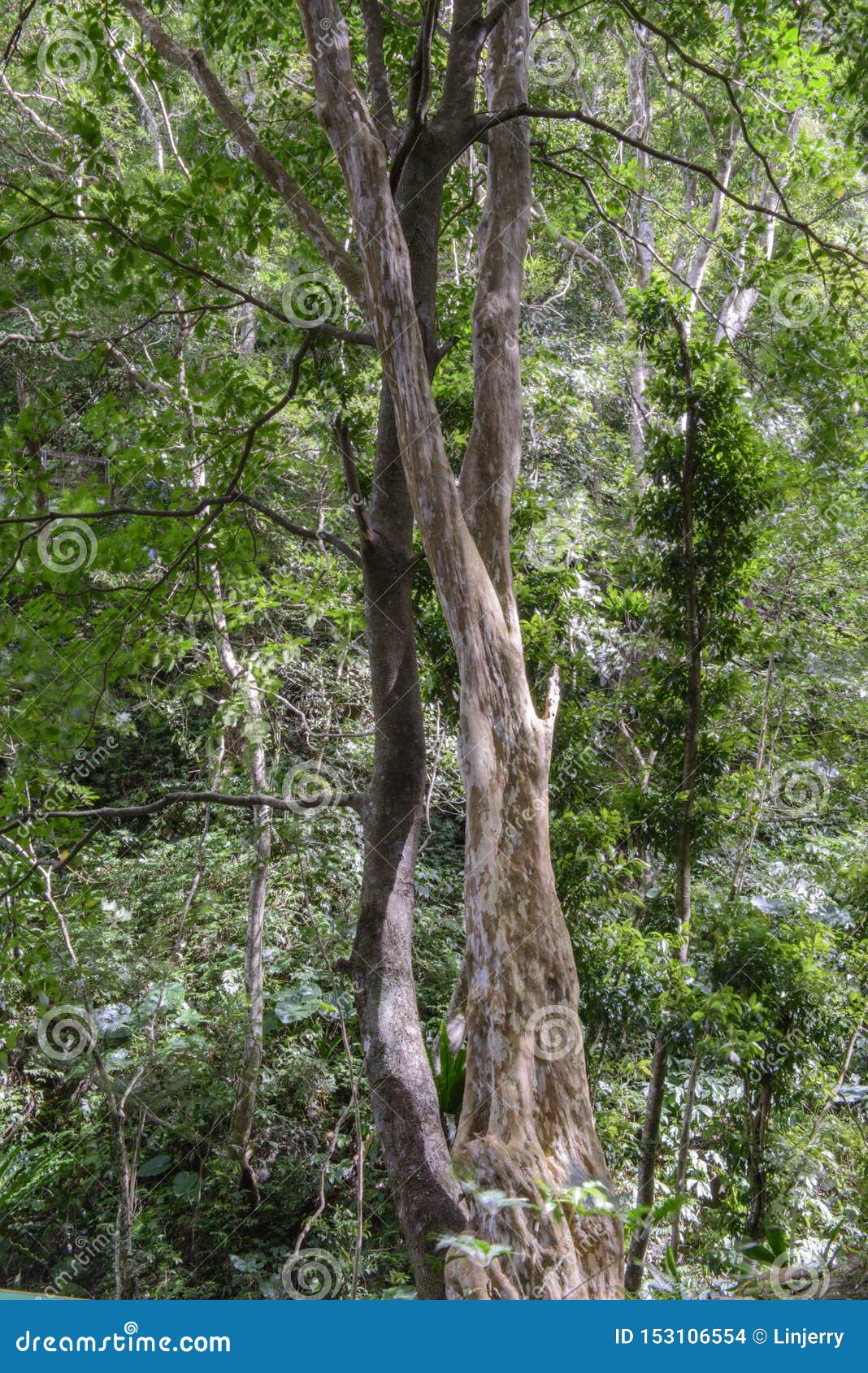 Looking Up To the Sky through Trees Stock Photo - Image of fall, nature ...