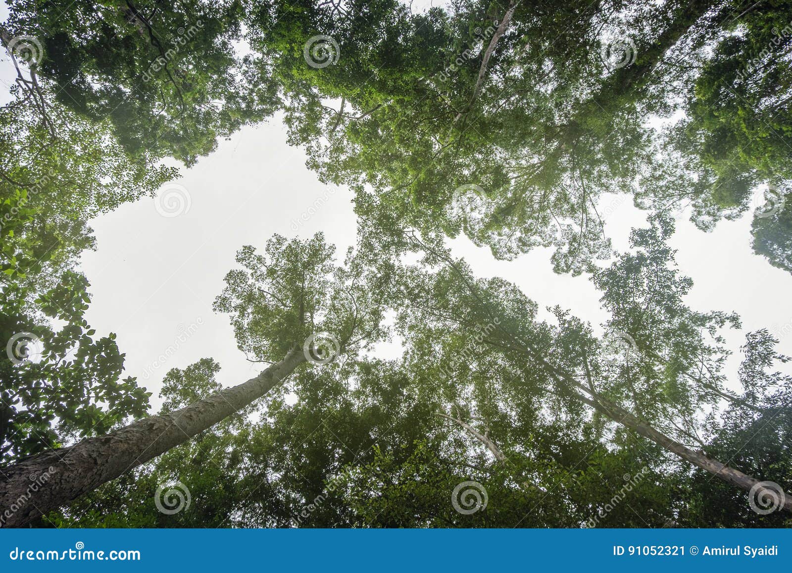 Rainforest Canopy Background