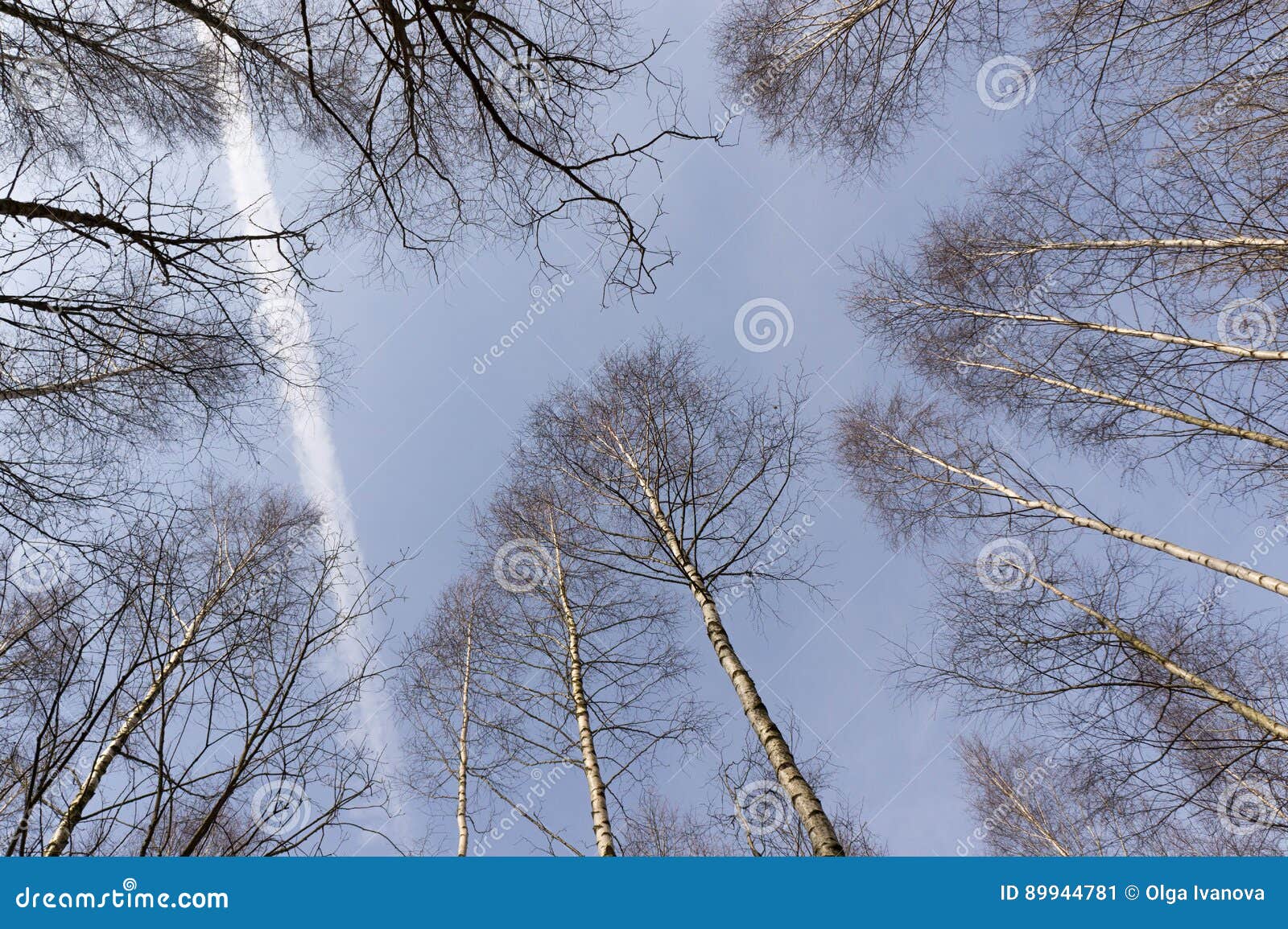 Looking up to top of trees stock image. Image of outdoor - 89944781