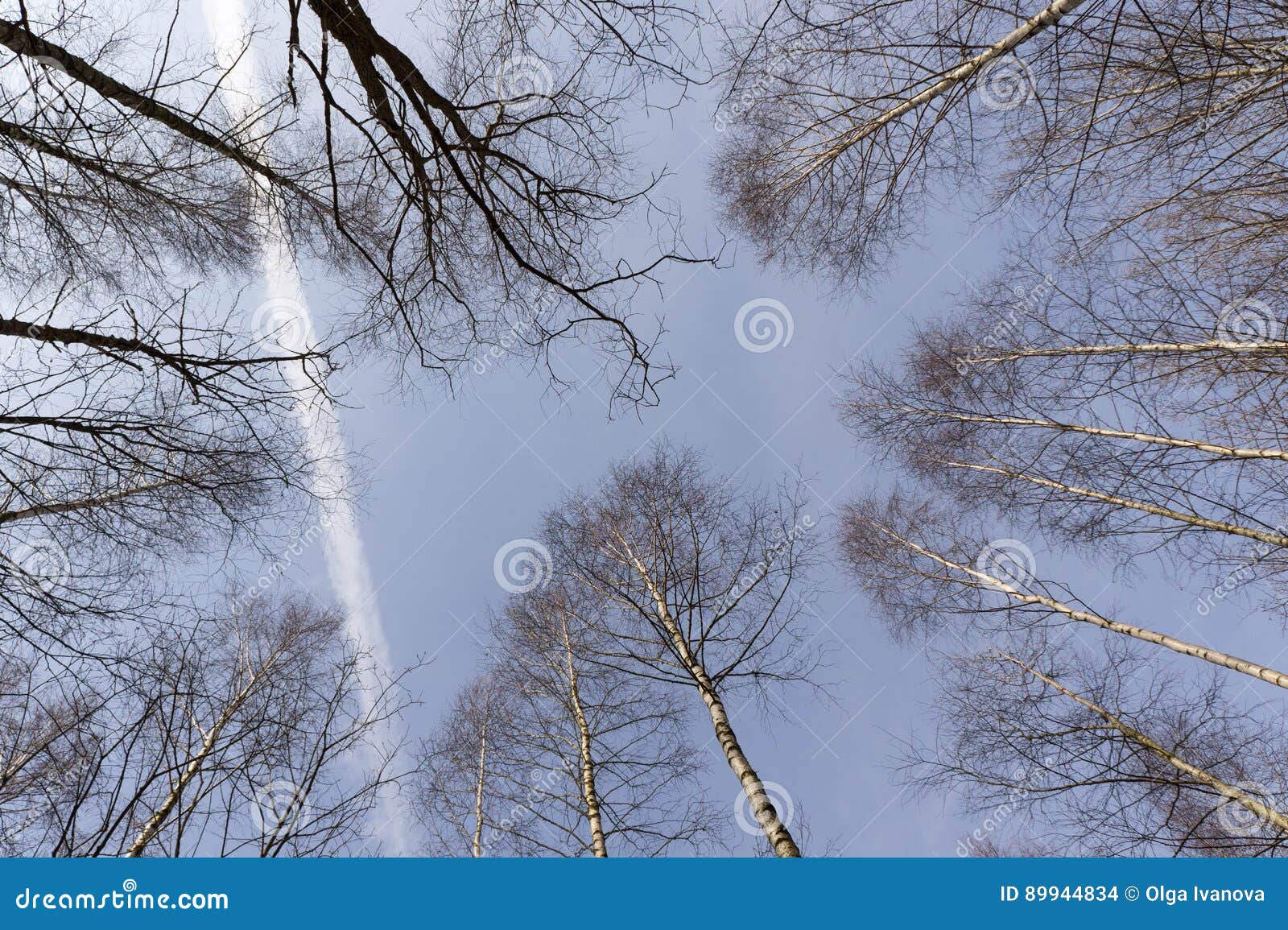 Looking up to top of trees stock photo. Image of abstract - 89944834