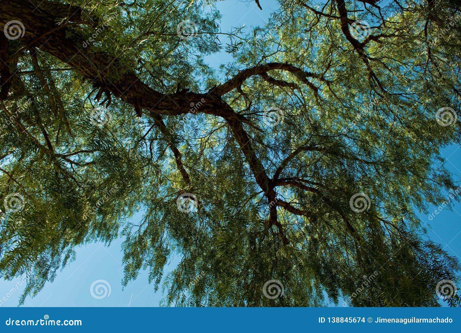 Pirul Tree Top with Branches and Old of that Stock Photo - Image of ...