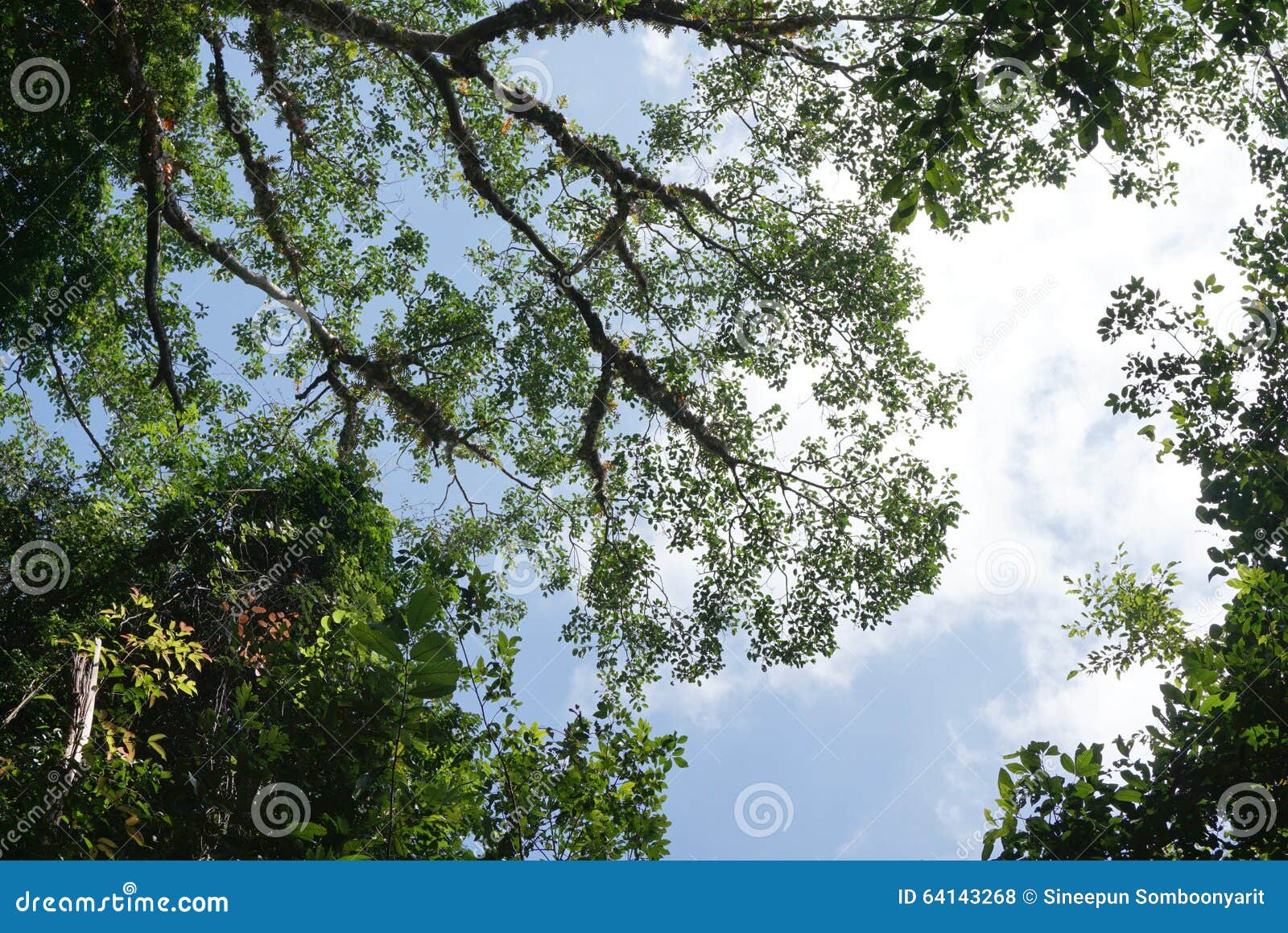 Looking Up To the Tree Top in Tropical Forest Stock Photo - Image of ...