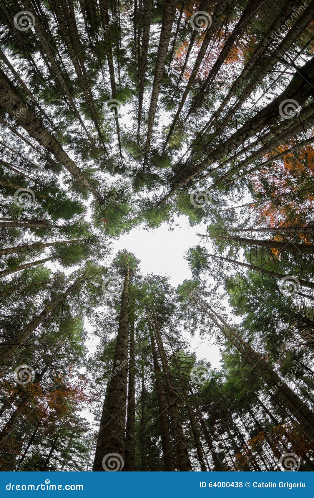 Looking Up To the Tree Tops in a Thick Forest Stock Photo - Image of ...