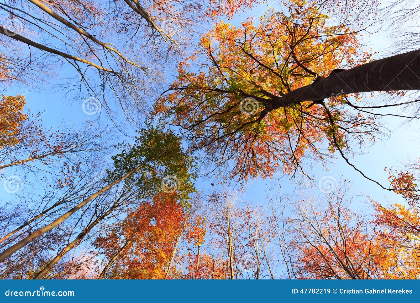 Looking Up To Trees in Forest Stock Image - Image of plant, landscape ...