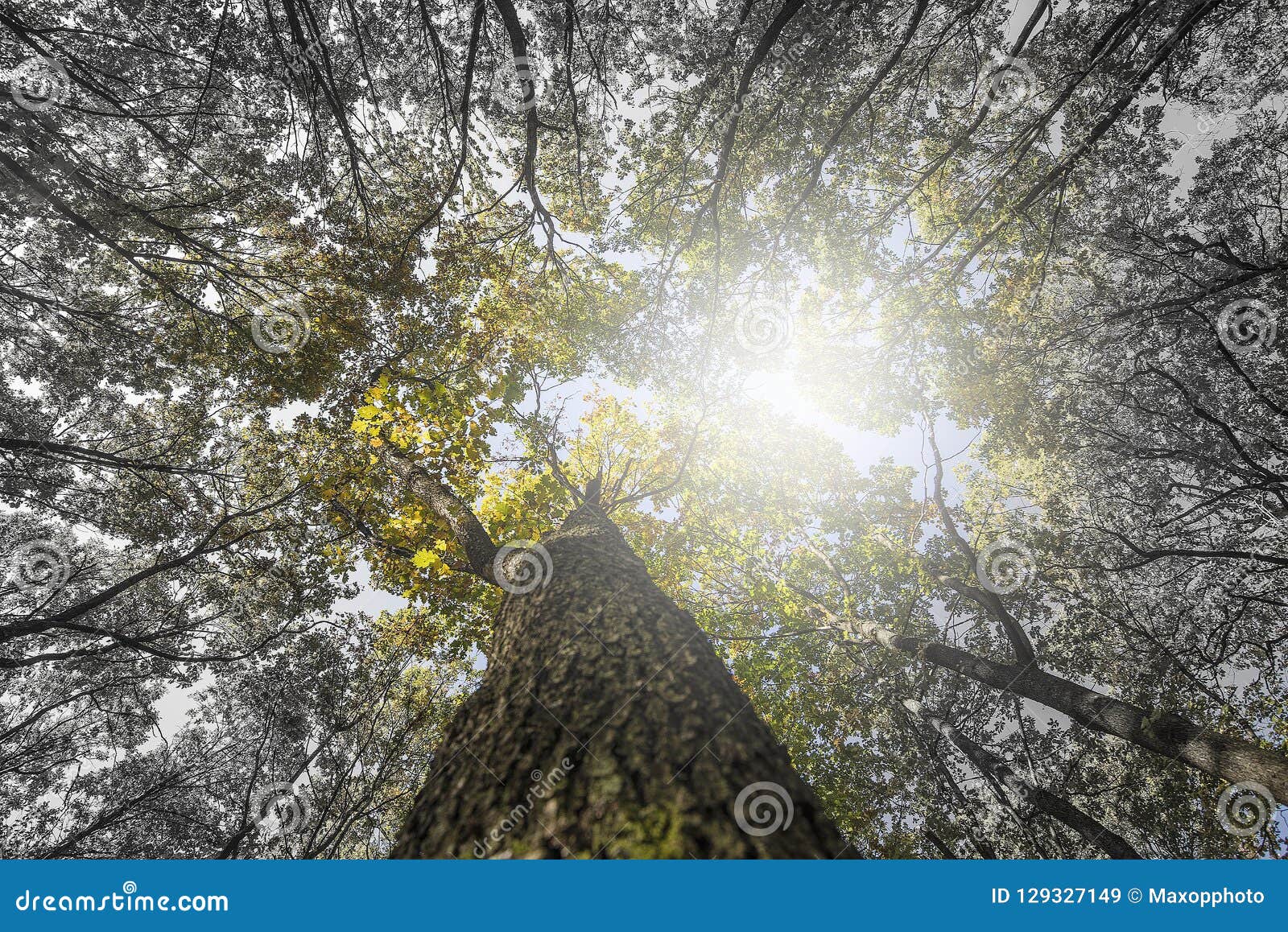 Looking Up at the Top of the Trees. Stock Image - Image of angle ...