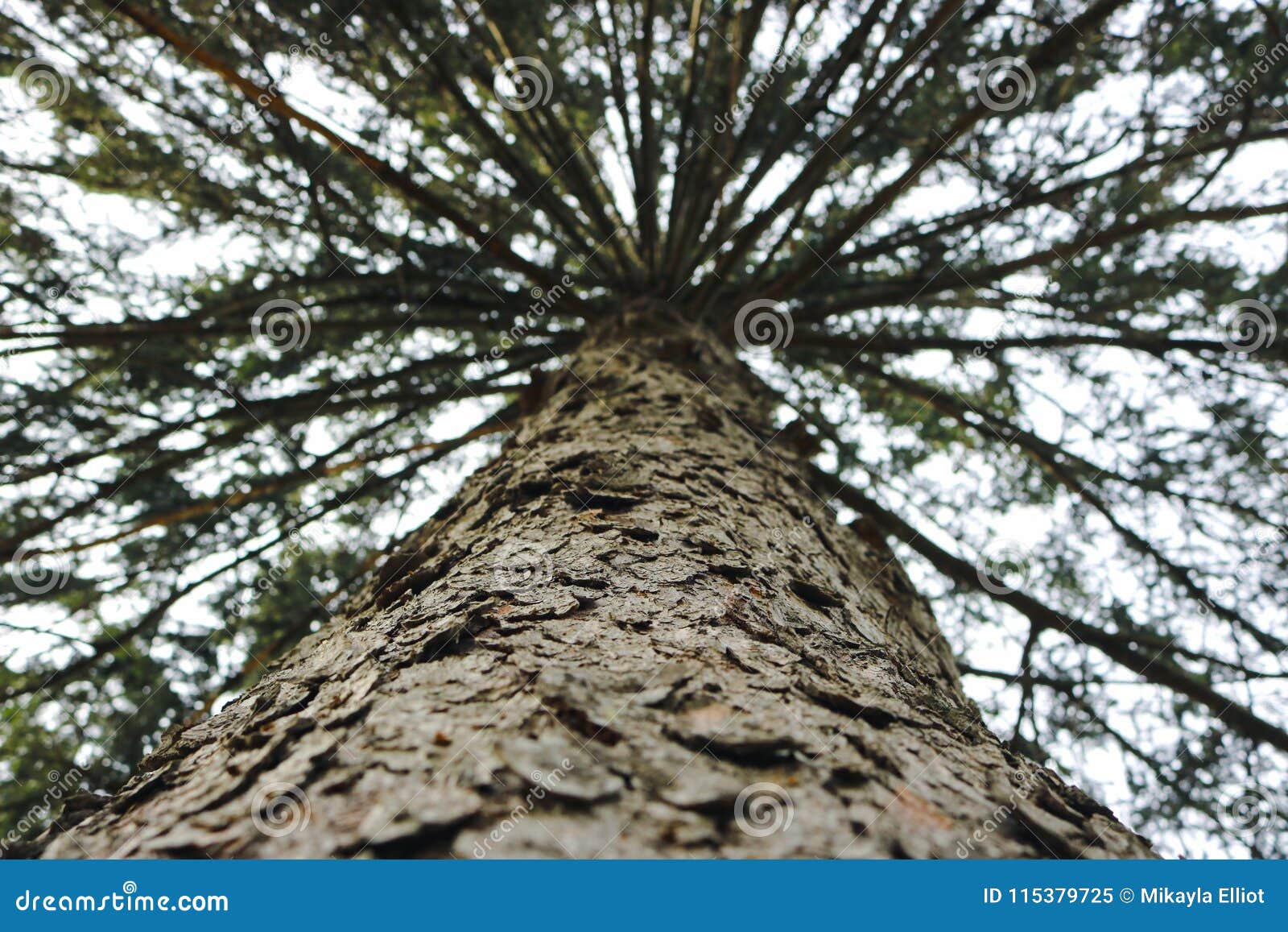 Looking Up a Towering Tree stock image. Image of branches - 115379725