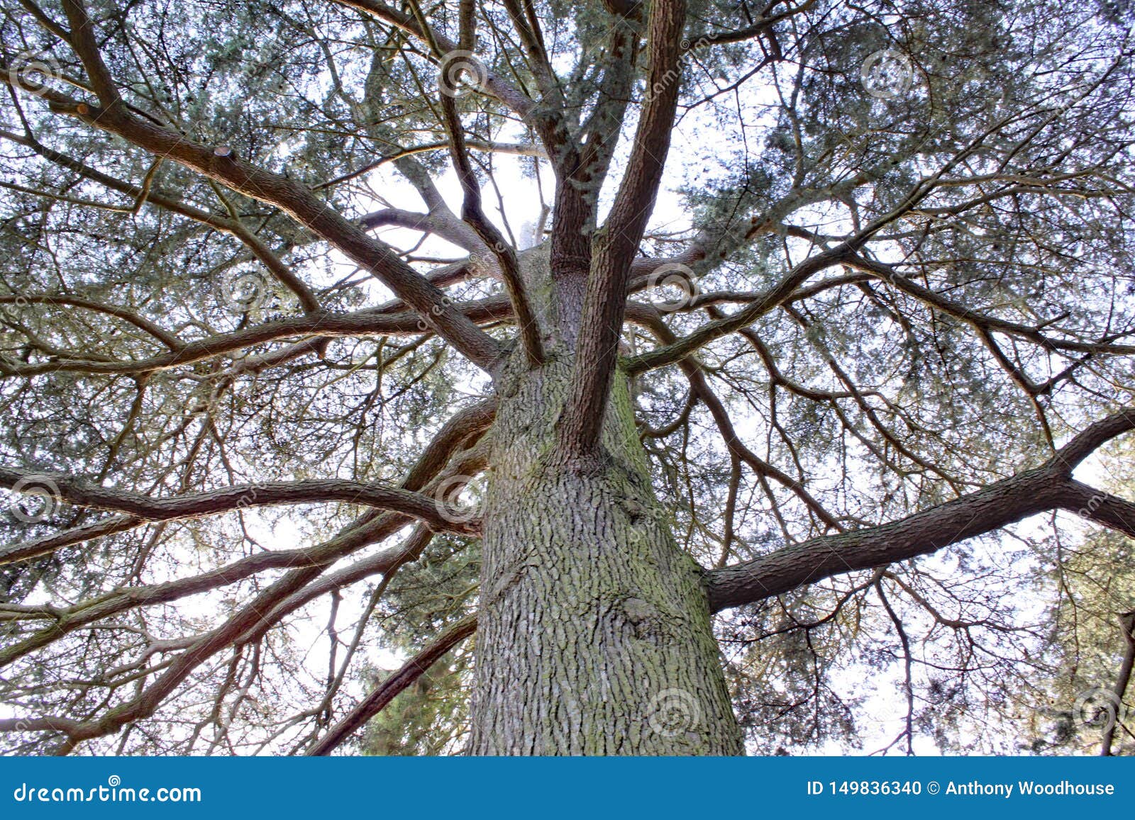 Looking Up into a Tree at Arley Arboretum in the Midlands in England ...