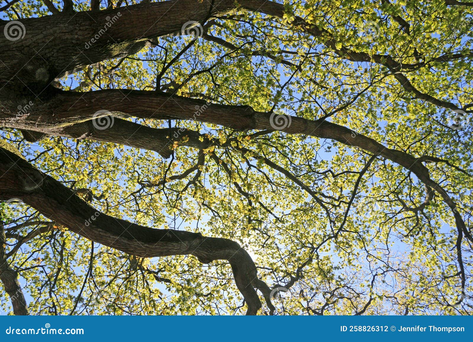 Looking Up at a Tree in Spring Stock Photo - Image of trunk, branch ...