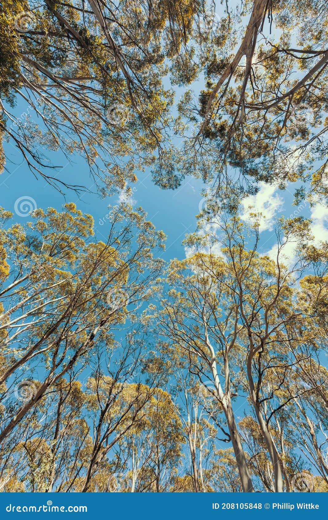 Looking Up through a Tree Canopy into Blue Sky in Regional Australia ...