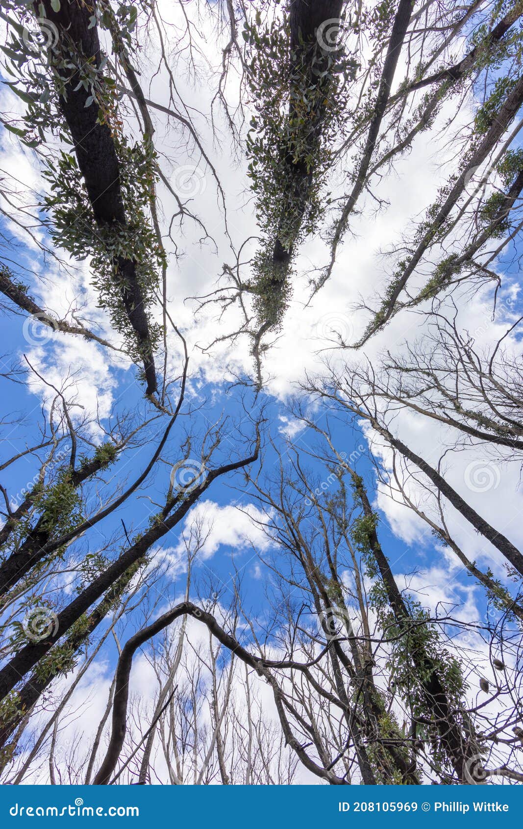 Looking Up through a Tree Canopy into Blue Sky in Regional Australia ...