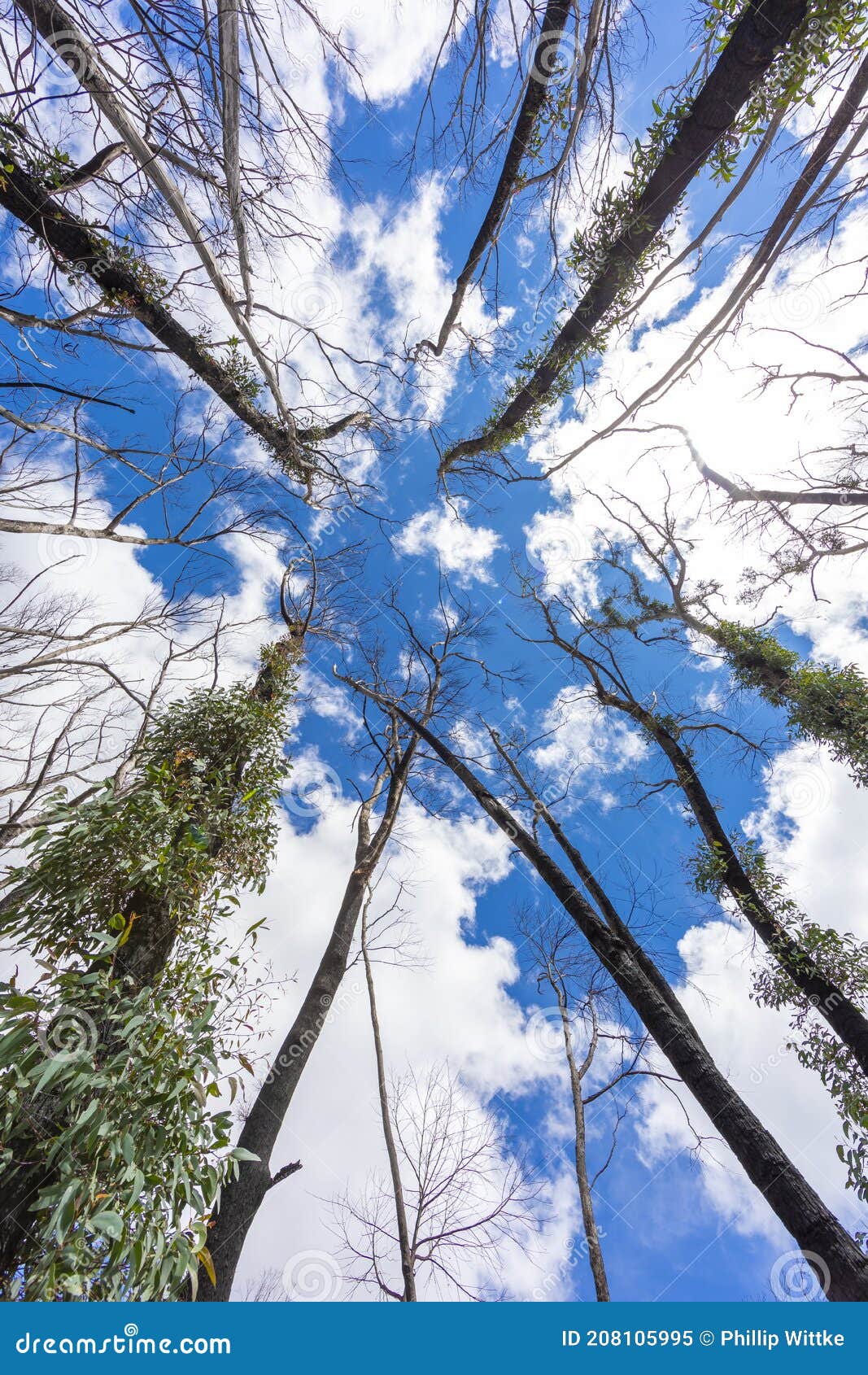 Looking Up through a Tree Canopy into Blue Sky in Regional Australia ...