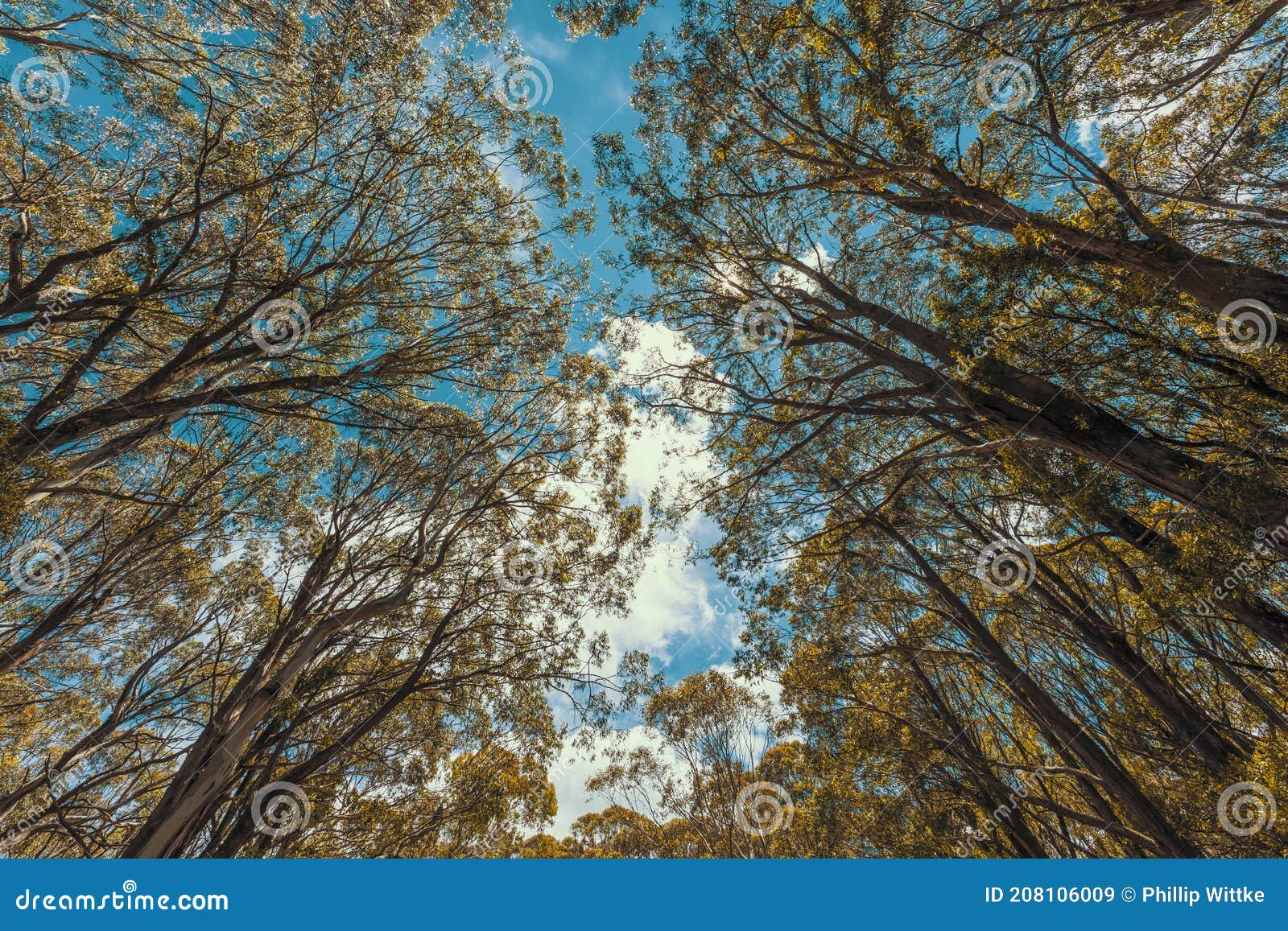 Looking Up through a Tree Canopy into Blue Sky in Regional Australia ...