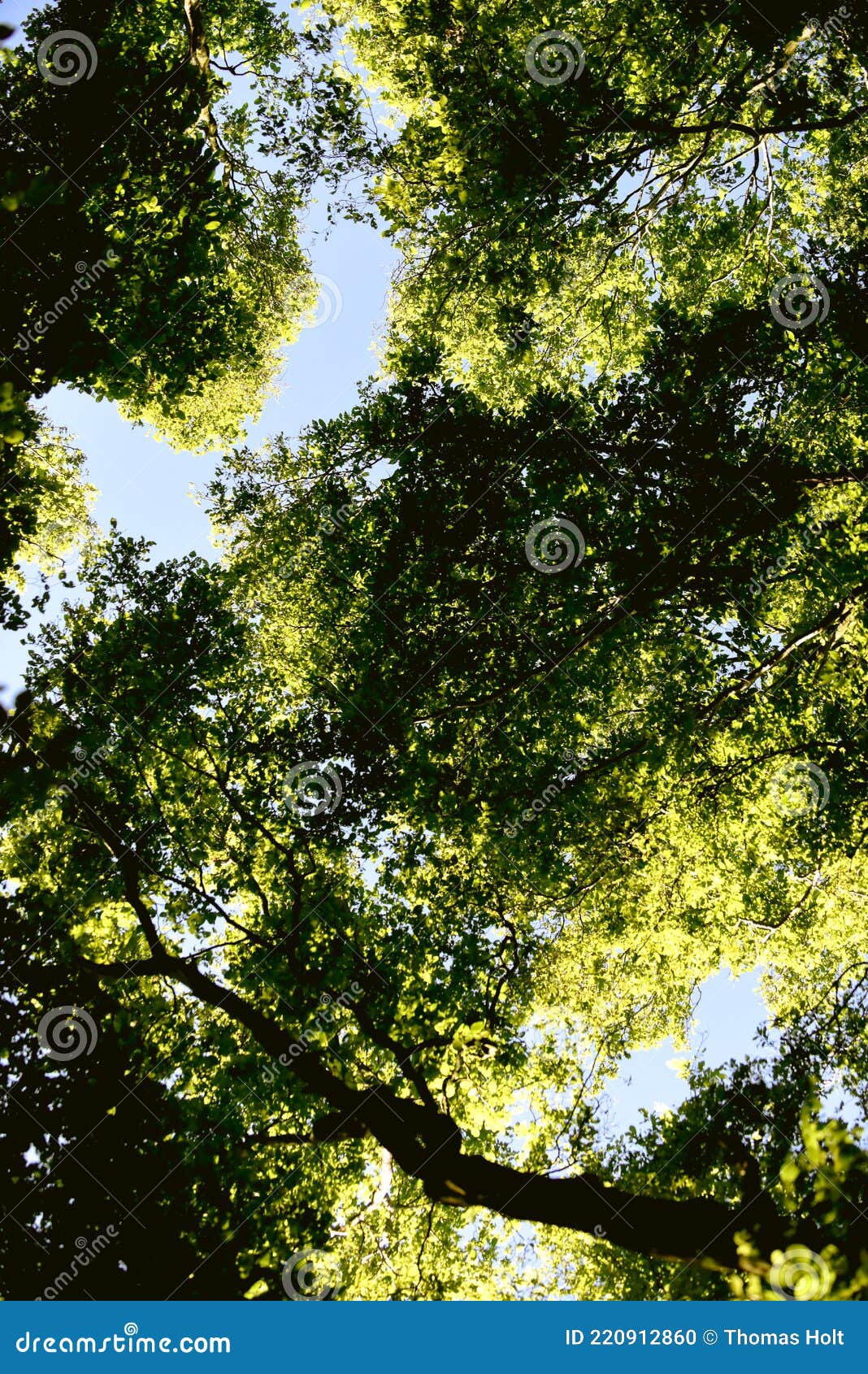 Looking Up through Tree Canopy on the Forest Stock Photo - Image of ...