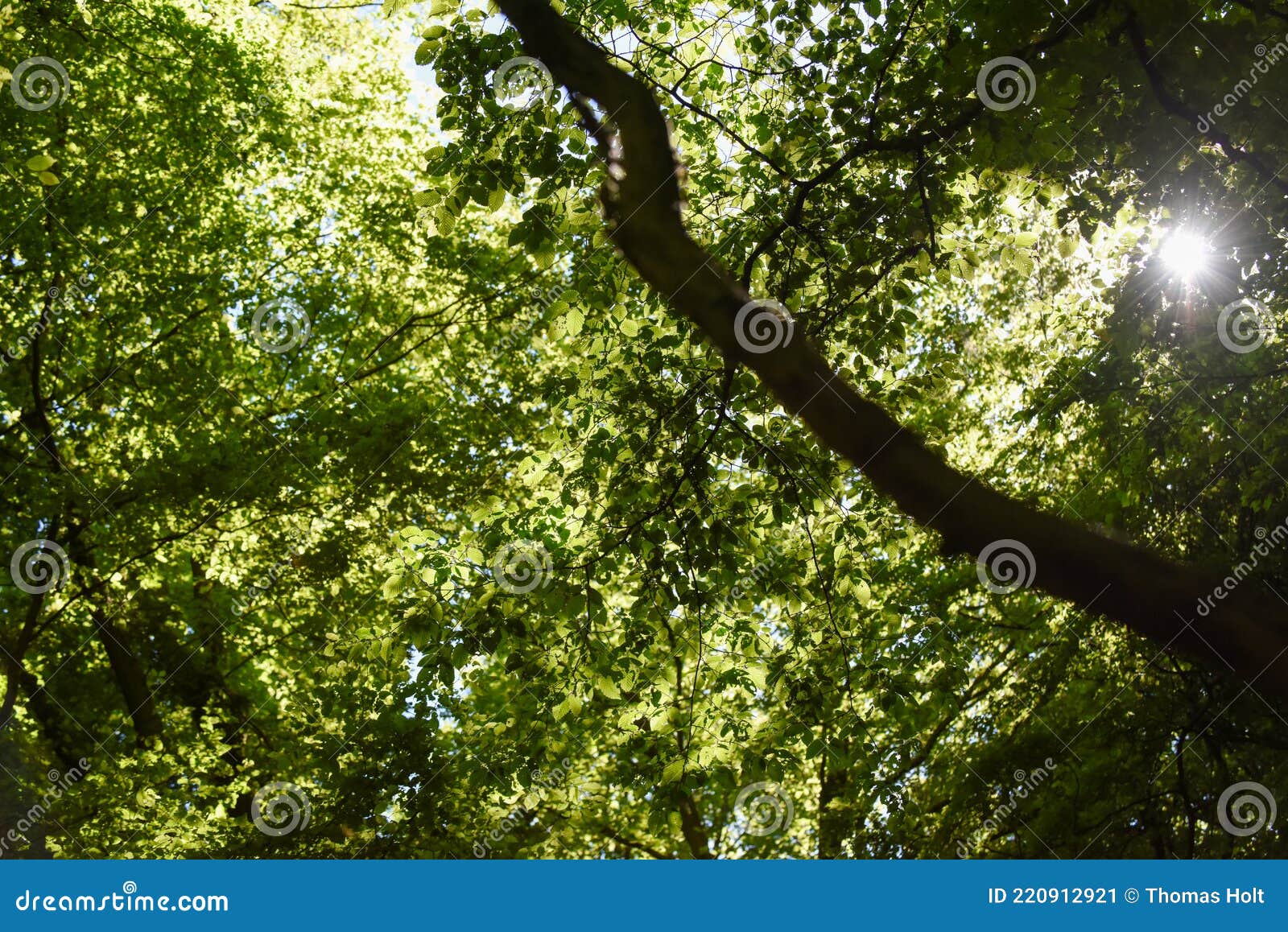 Looking Up through Tree Canopy on the Forest Stock Image - Image of ...