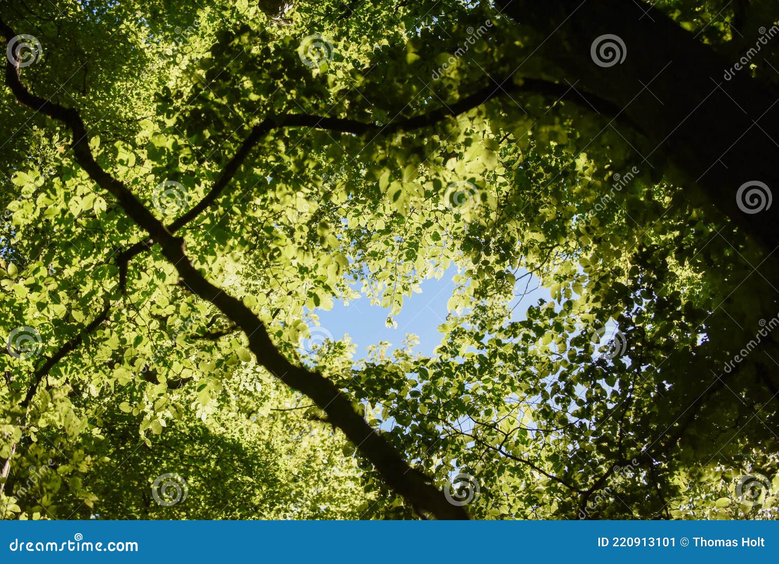 Looking Up through Tree Canopy on the Forest Stock Image - Image of ...