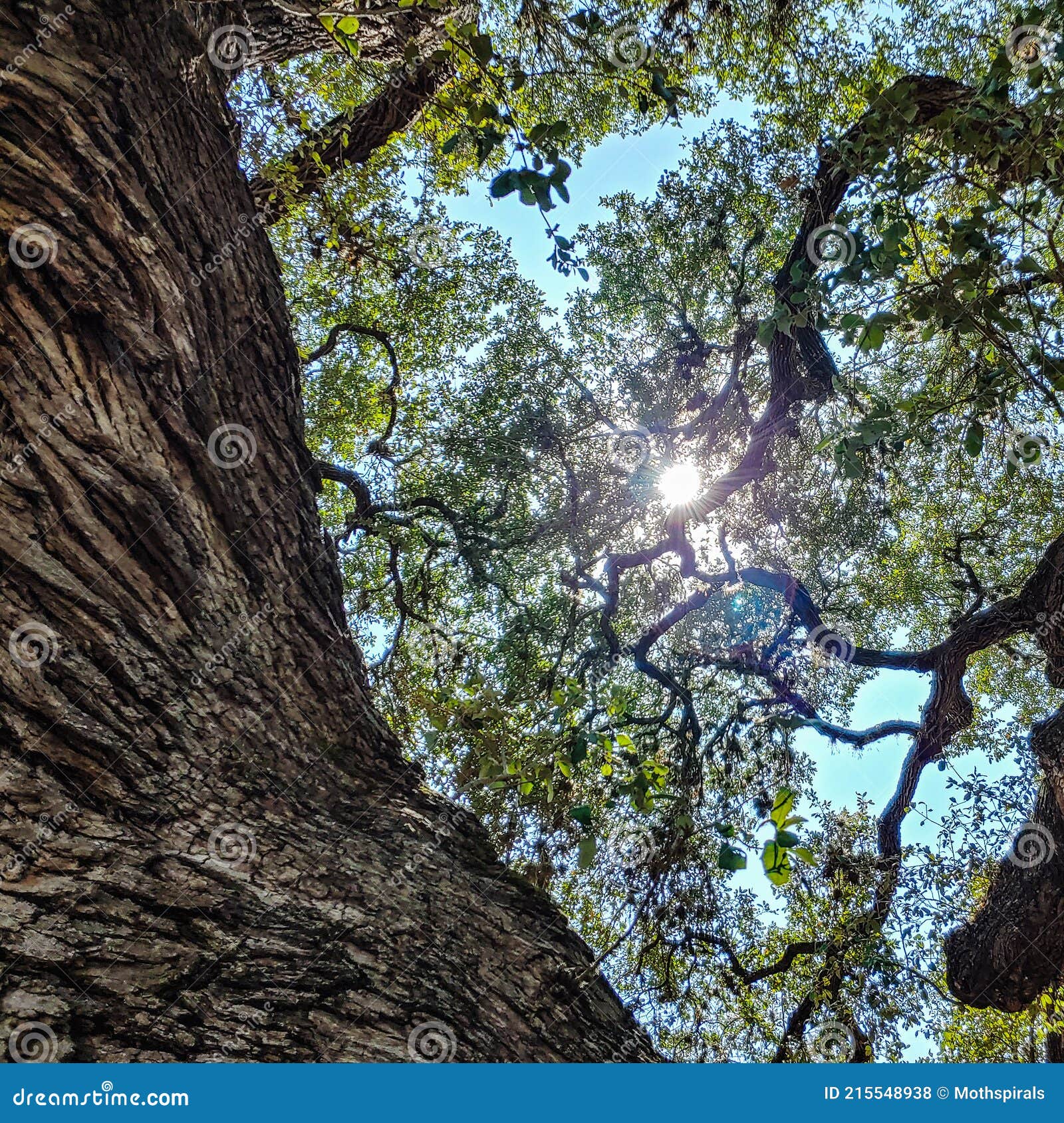 Looking Up into a Tree Canopy Stock Photo - Image of trunk, plant ...